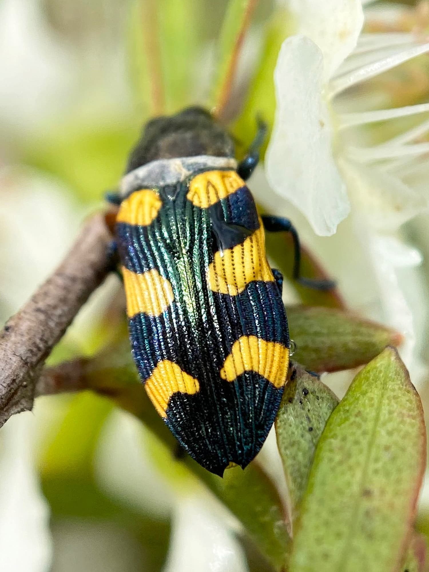 Castiarina imitator – Ausemade