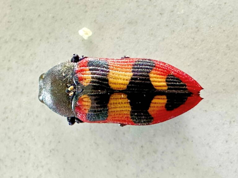 Castiarina marginata – Ausemade