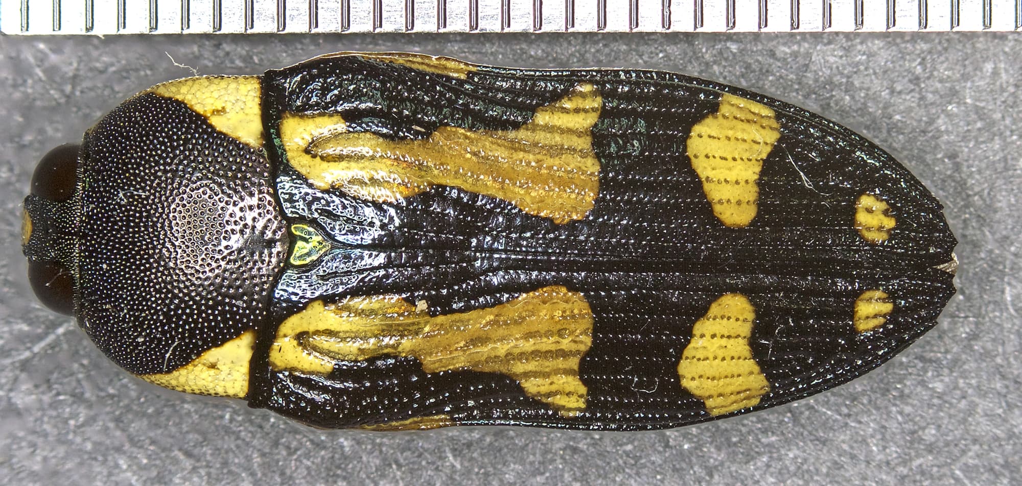 Castiarina octospilota – Ausemade