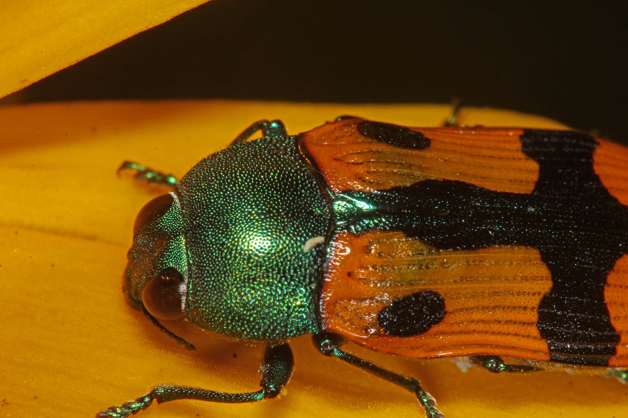 Castiarina scalaris – Ausemade