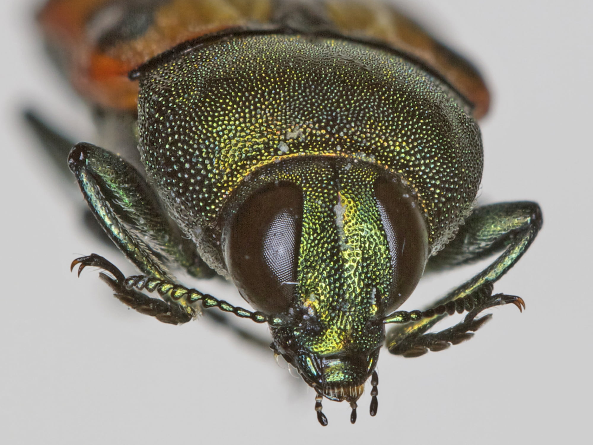 Jewel Beetles – Ausemade