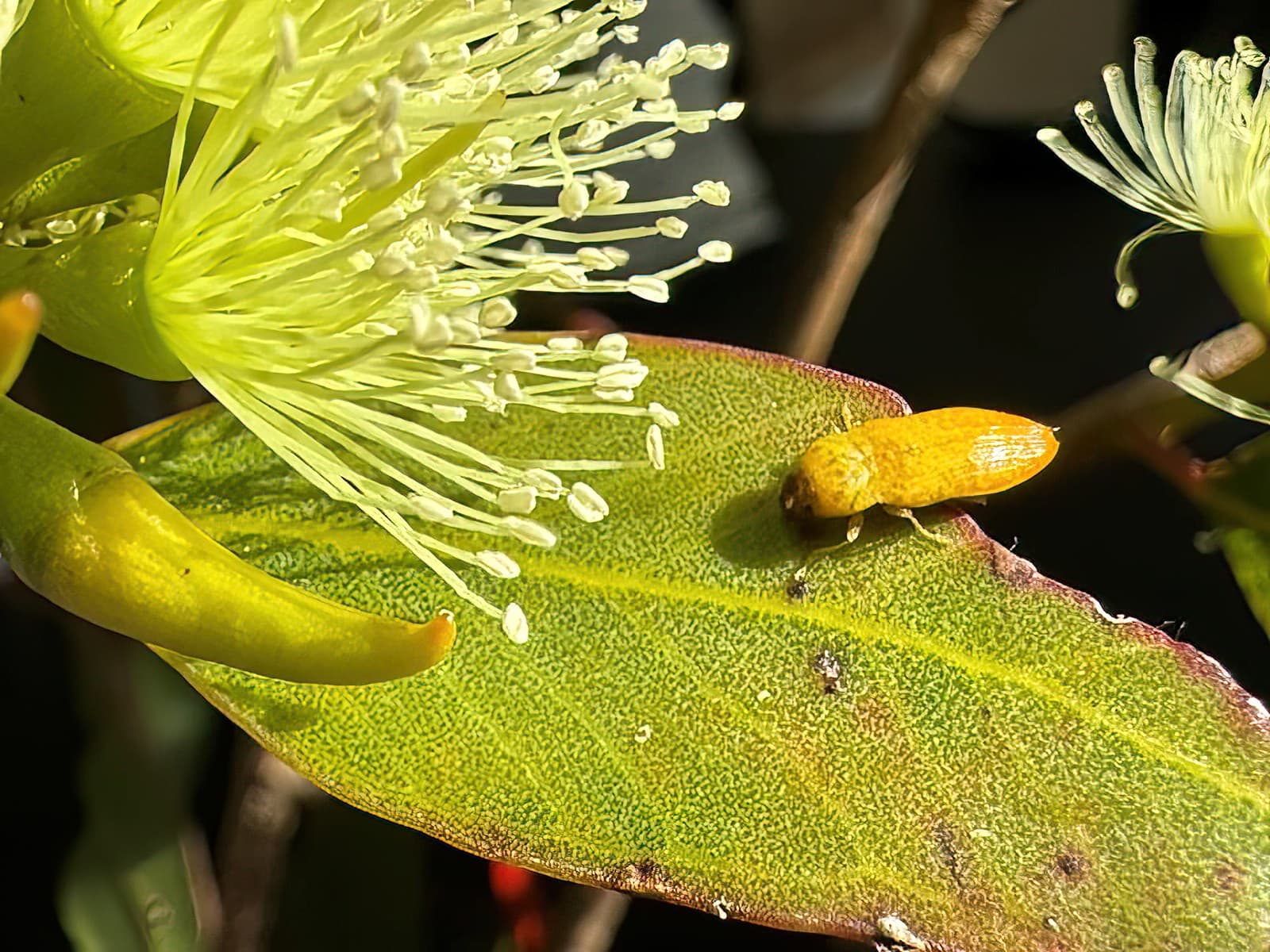 Buprestidae – Ausemade