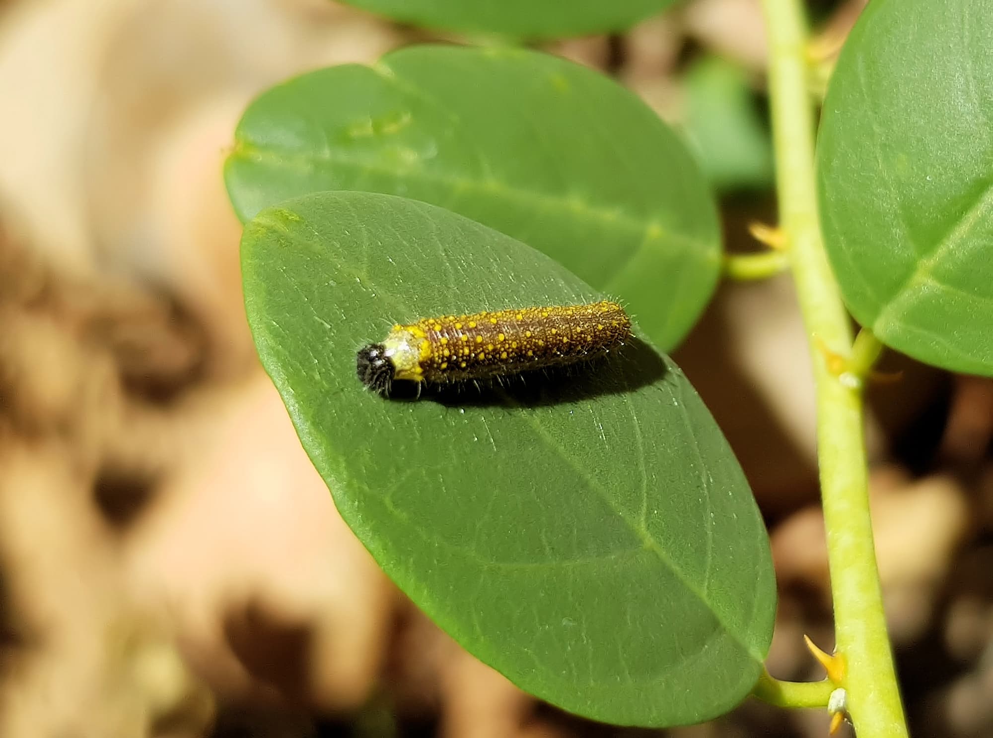 A hard life… – Ausemade