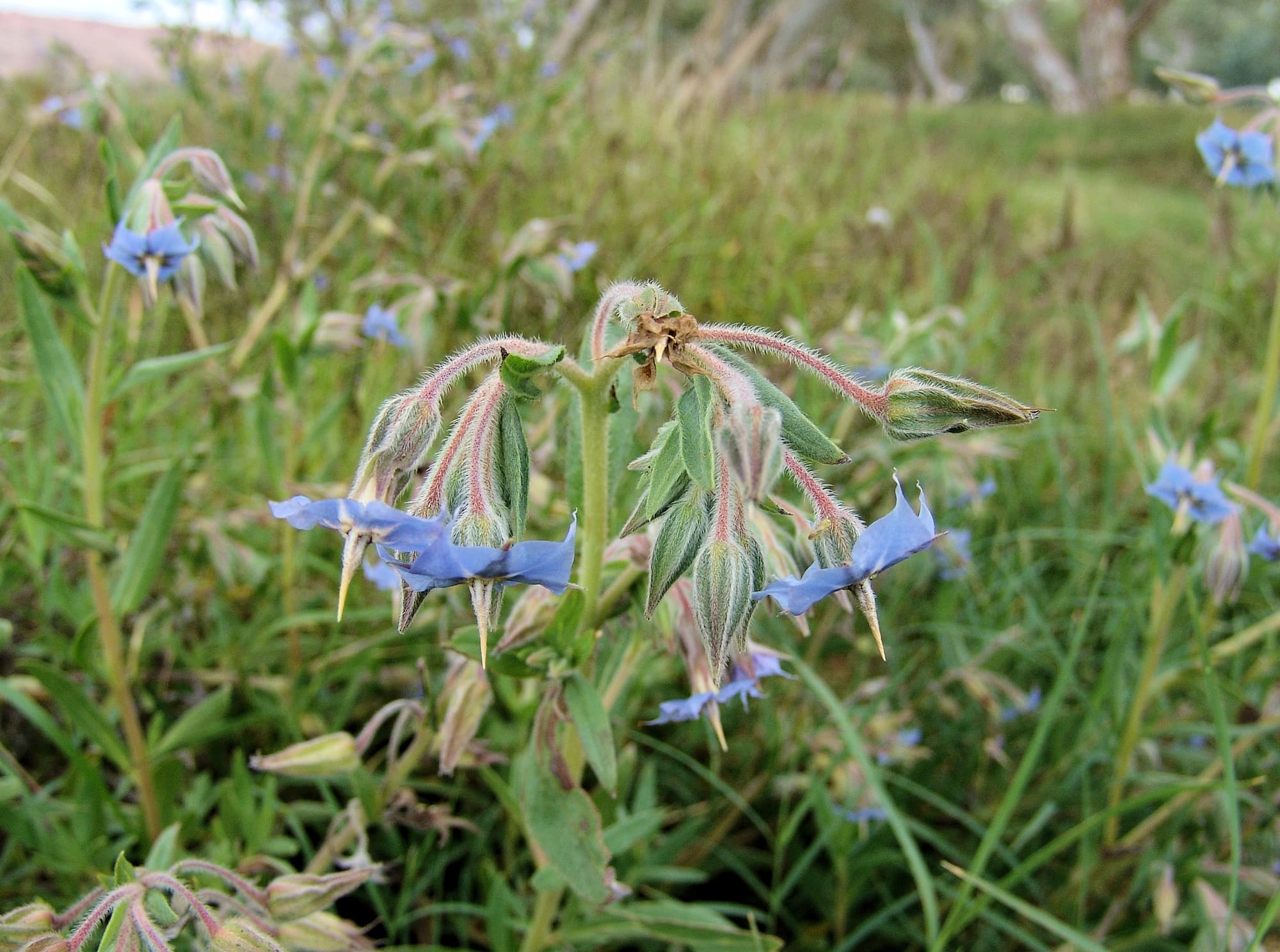 Cattle Bush – Ausemade