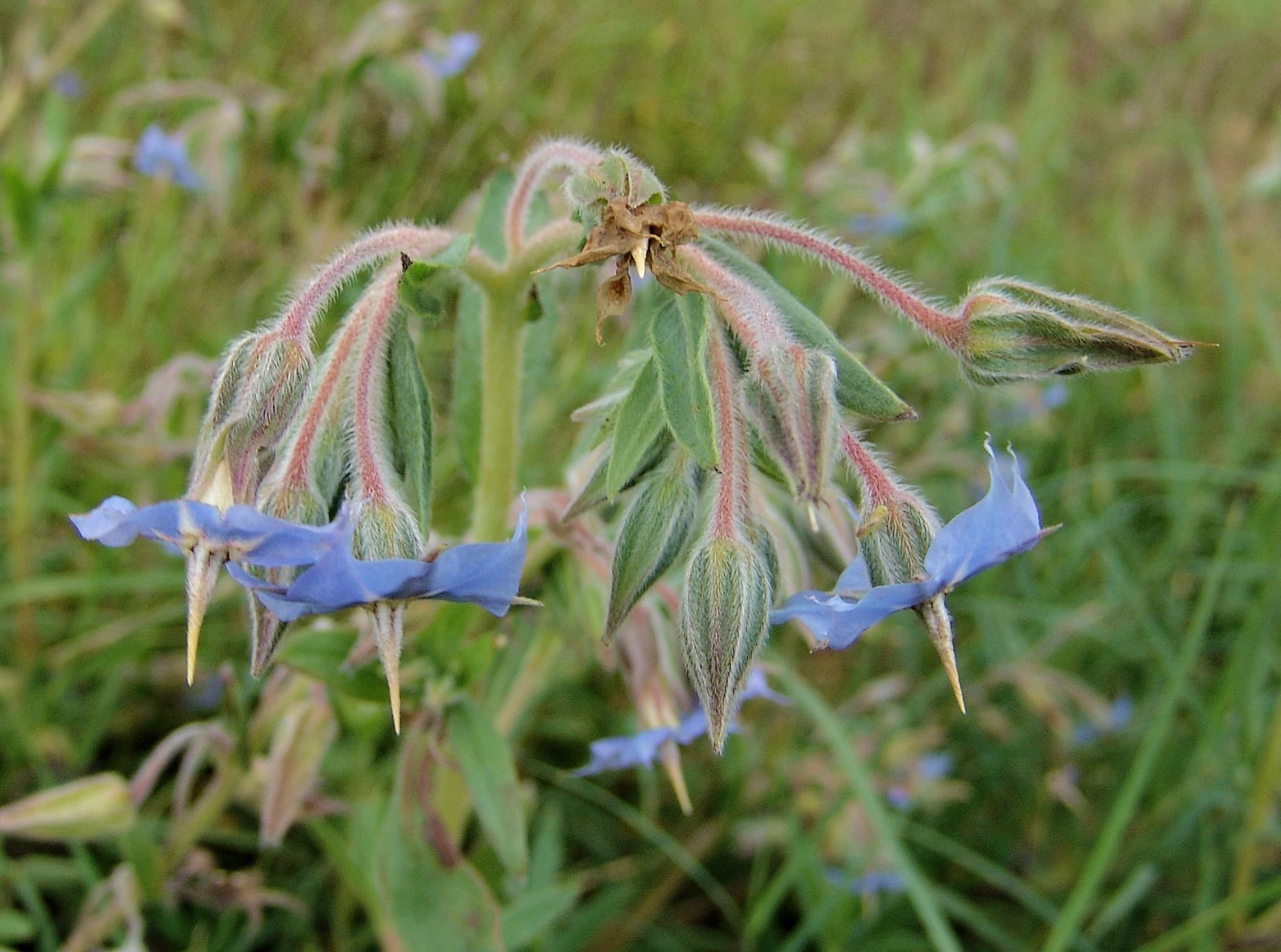 Cattle Bush – Ausemade