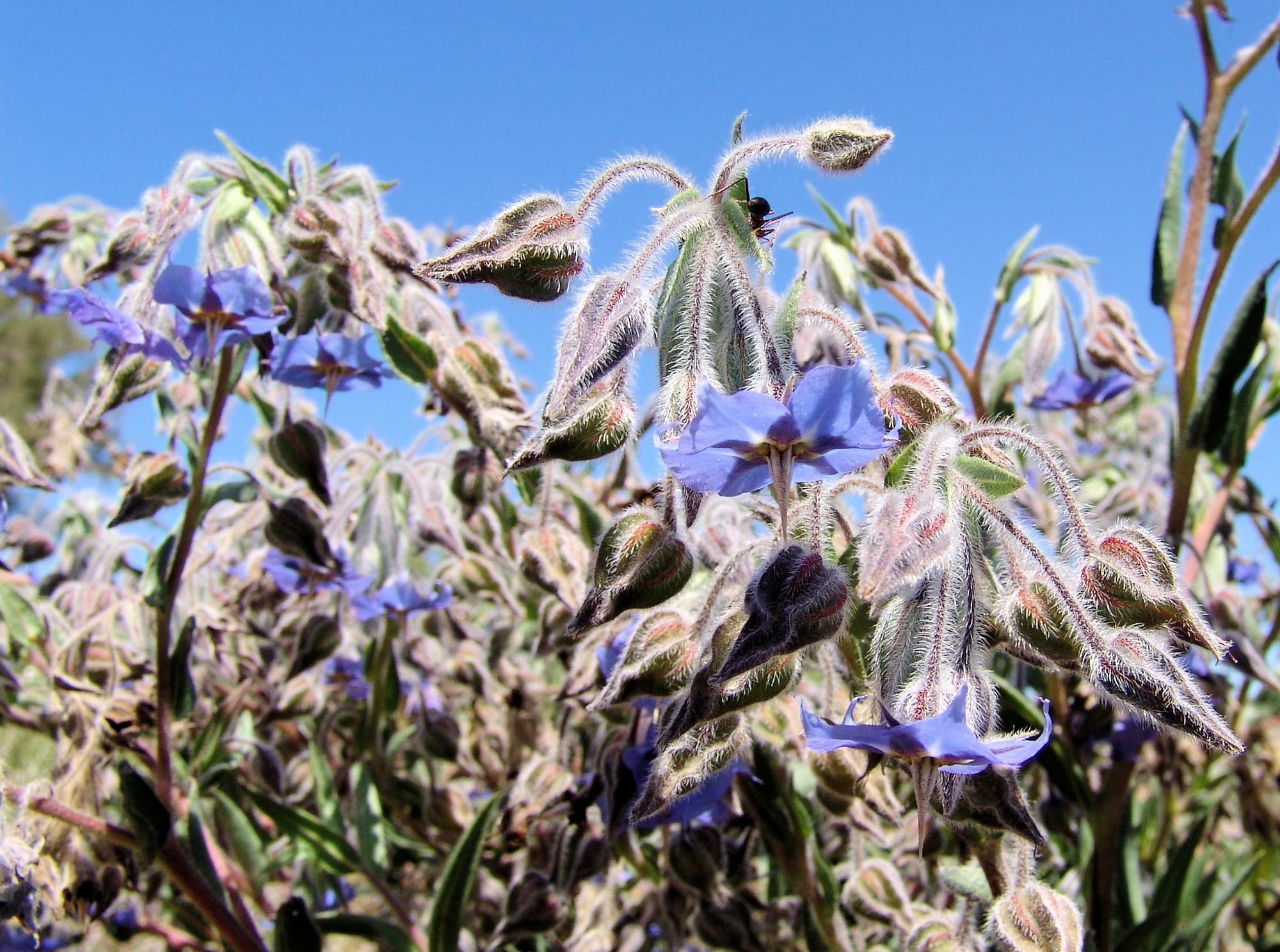 Cattle Bush – Ausemade