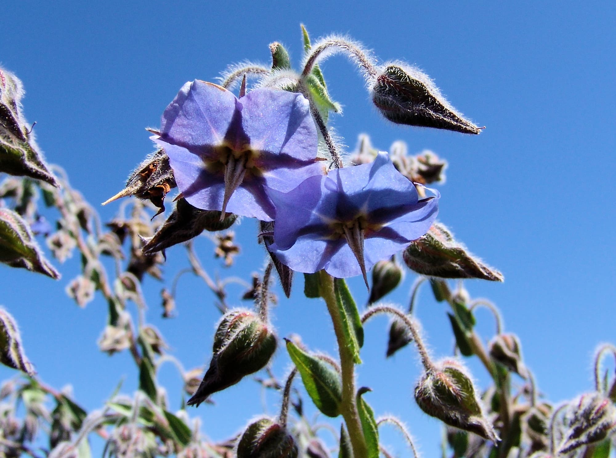 Cattle Bush – Ausemade