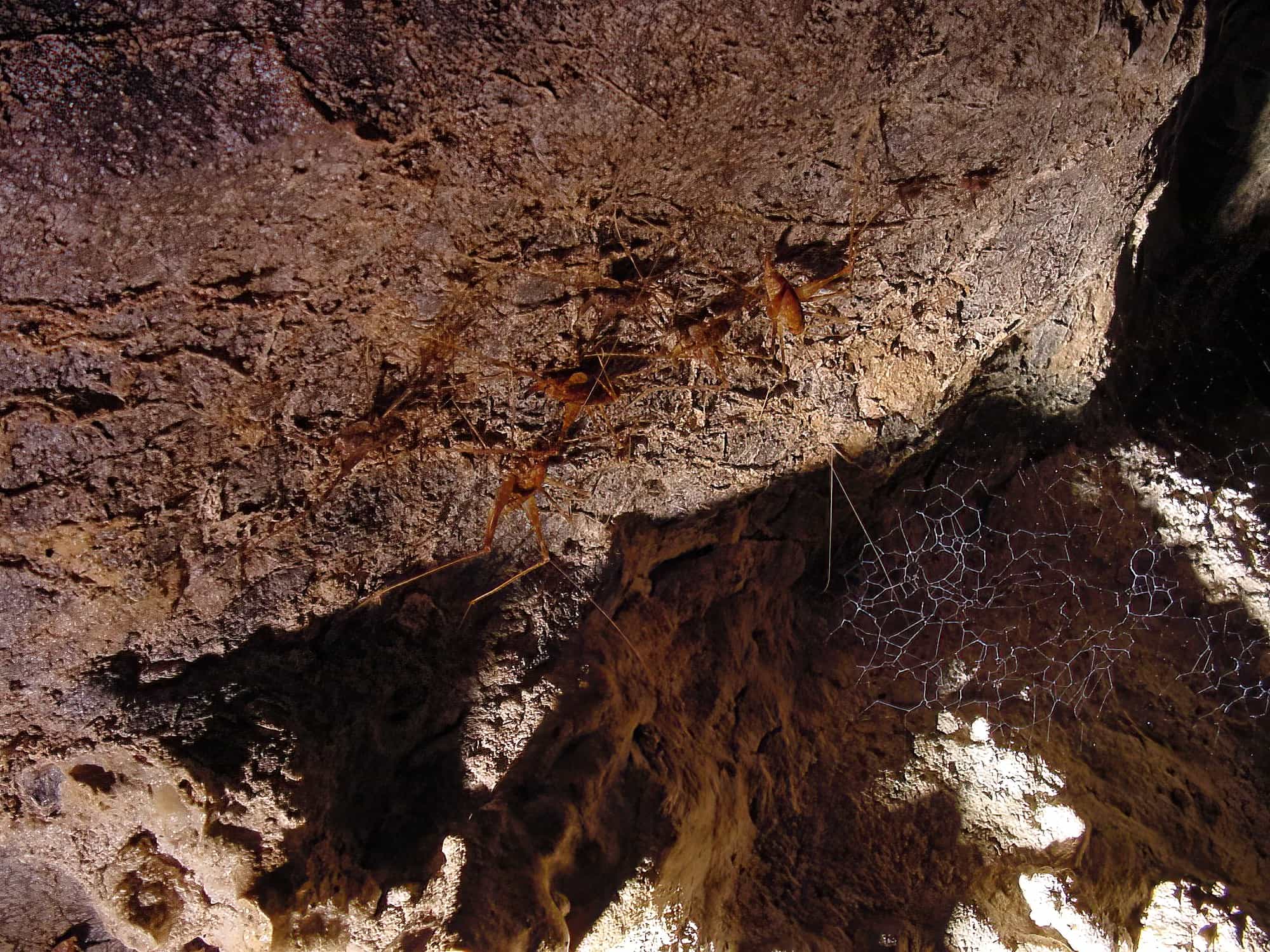 Baldocks Cave – Ausemade