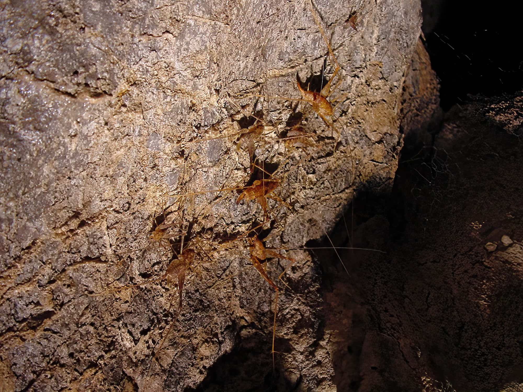 Baldocks Cave – Ausemade