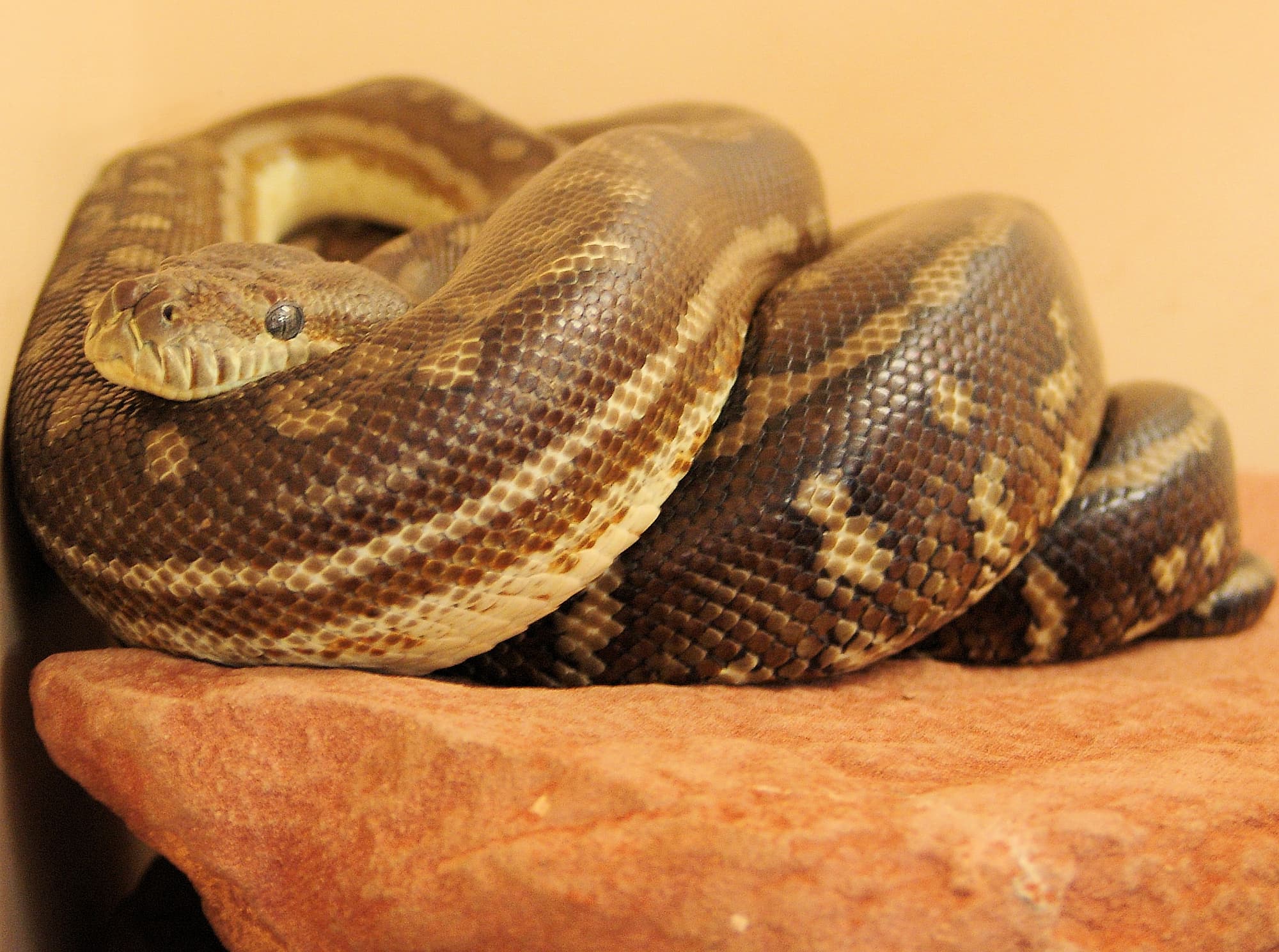 Central Carpet Python – Ausemade