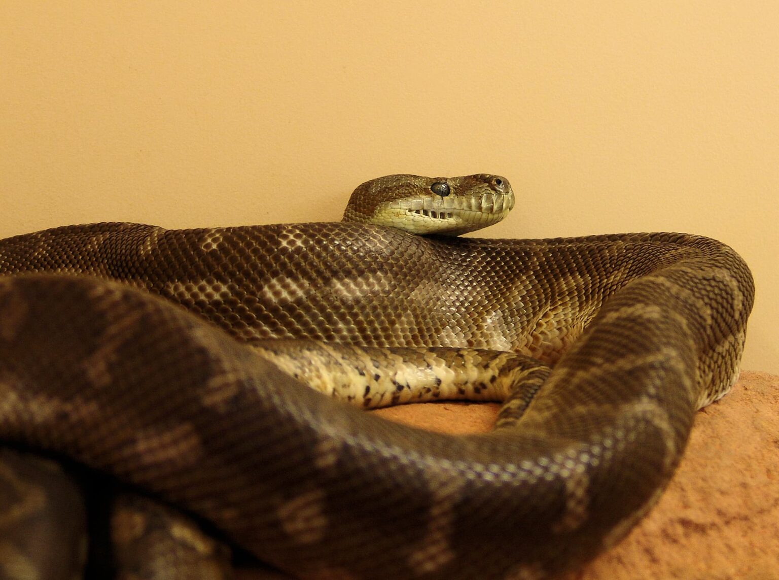 Central Carpet Python – Ausemade