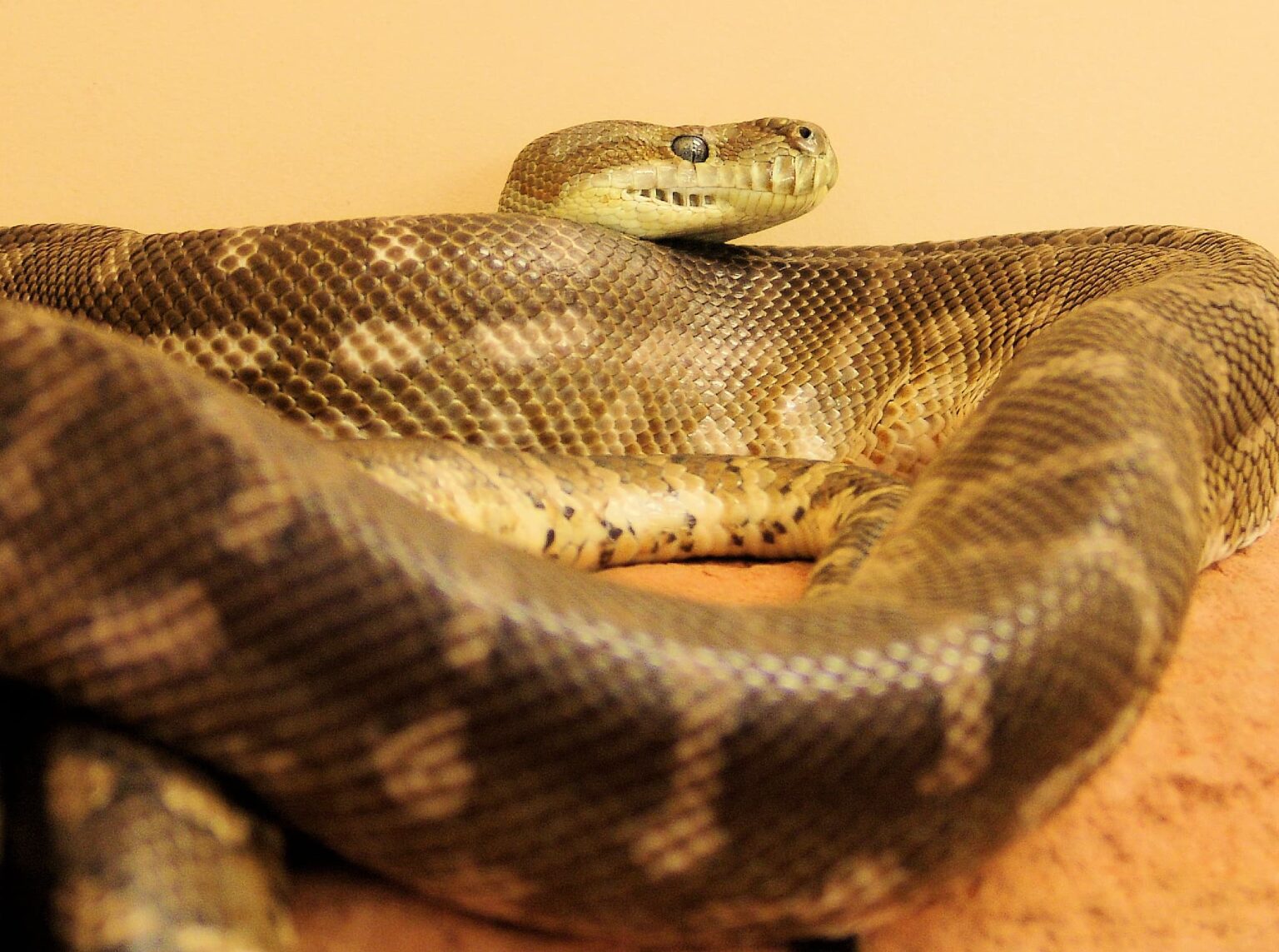 Central Carpet Python – Ausemade