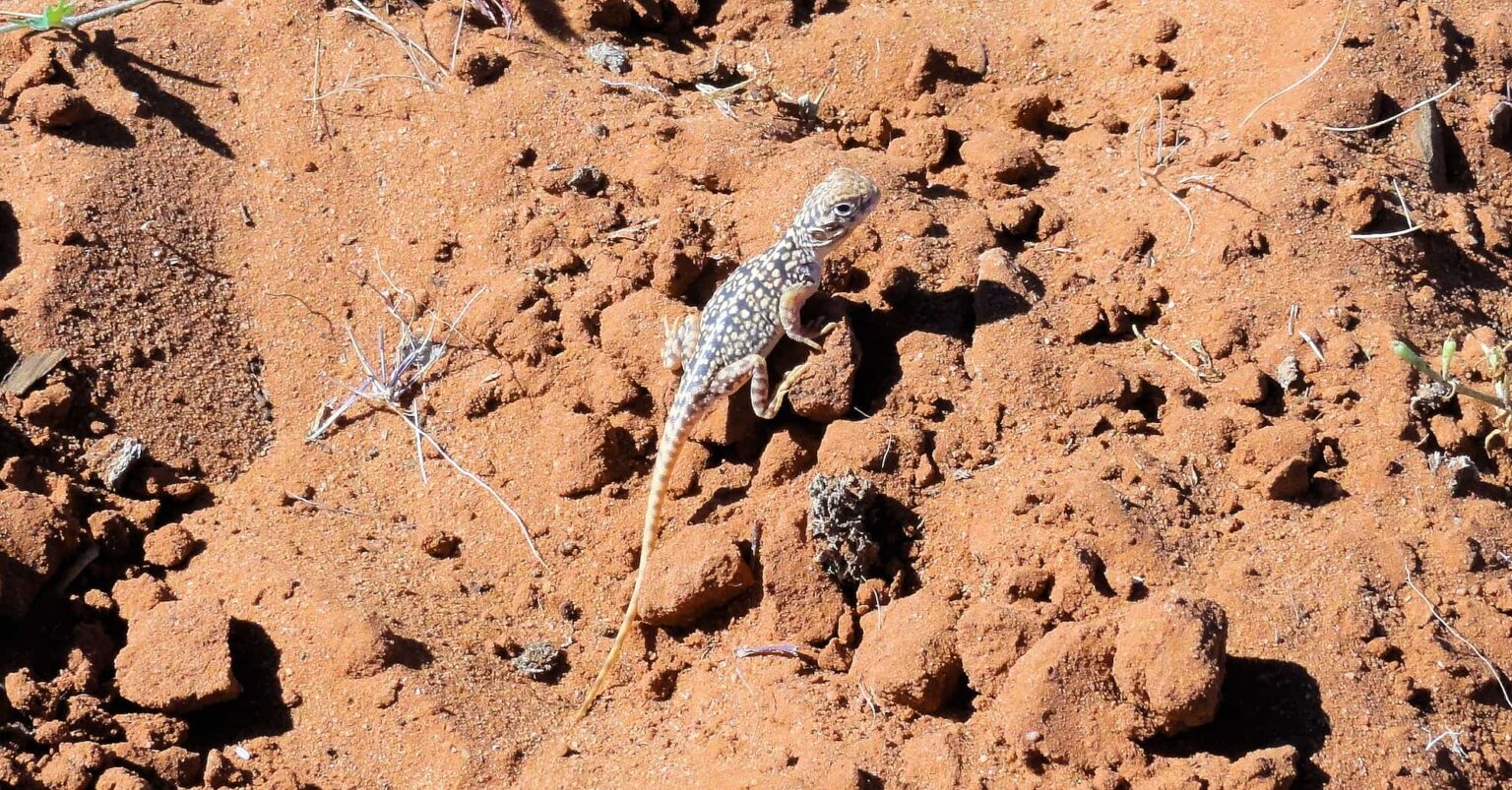 Central Netted Dragon – Ausemade