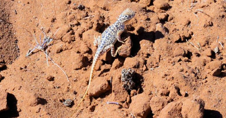 Central Netted Dragon – Ausemade