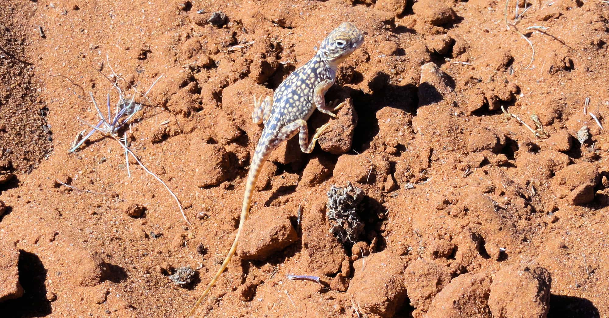 Central Netted Dragon – Ausemade