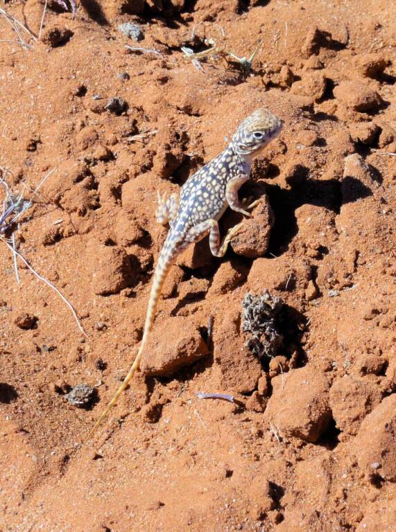 Central Netted Dragon – Ausemade