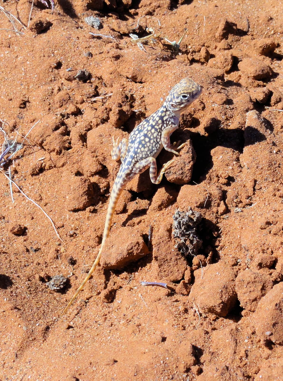 Central Netted Dragon – Ausemade