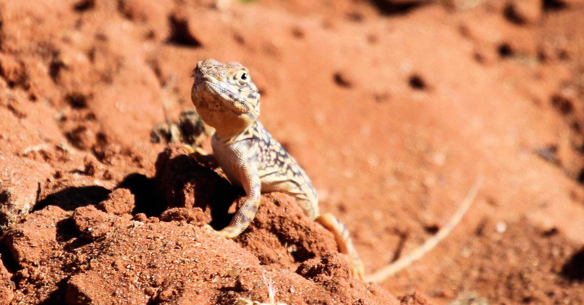Central Netted Dragon – Ausemade