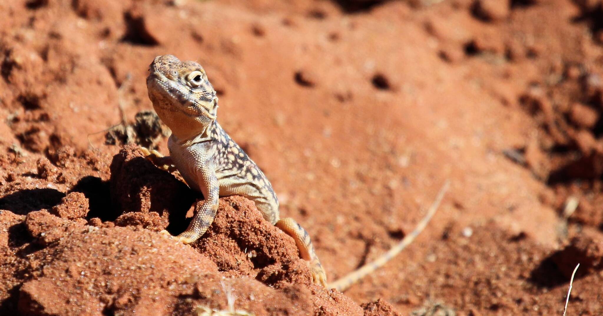 Central Netted Dragon – Ausemade
