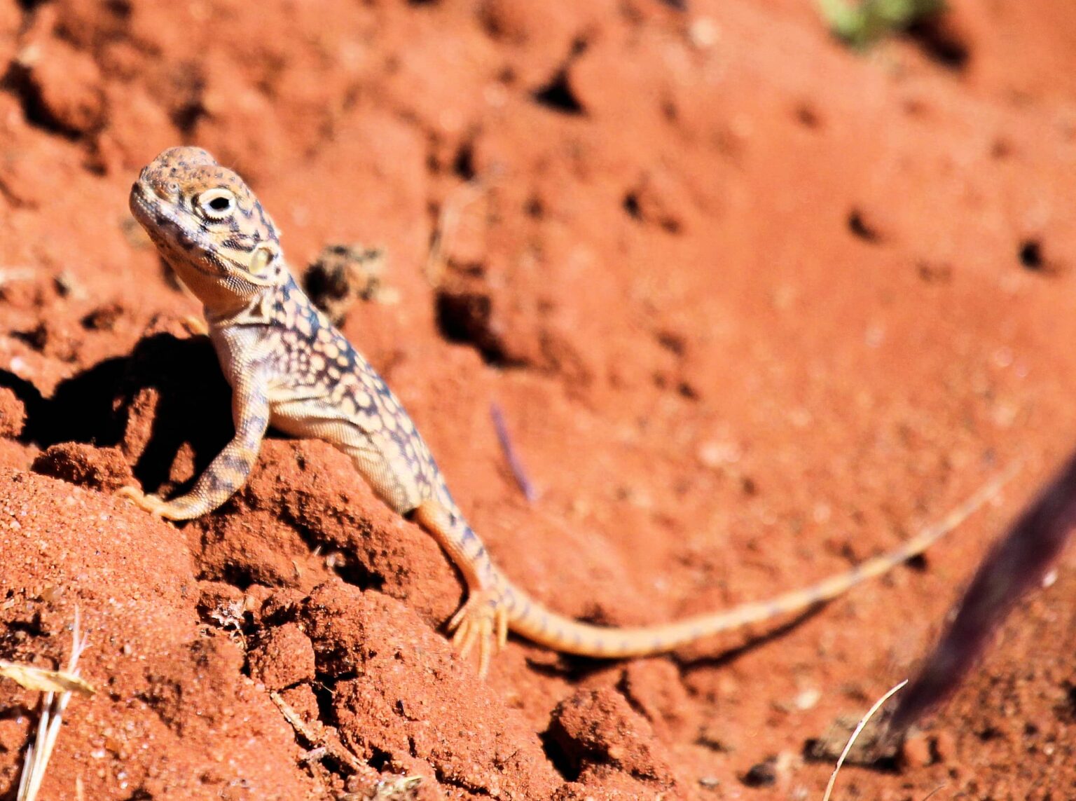 Central Netted Dragon – Ausemade