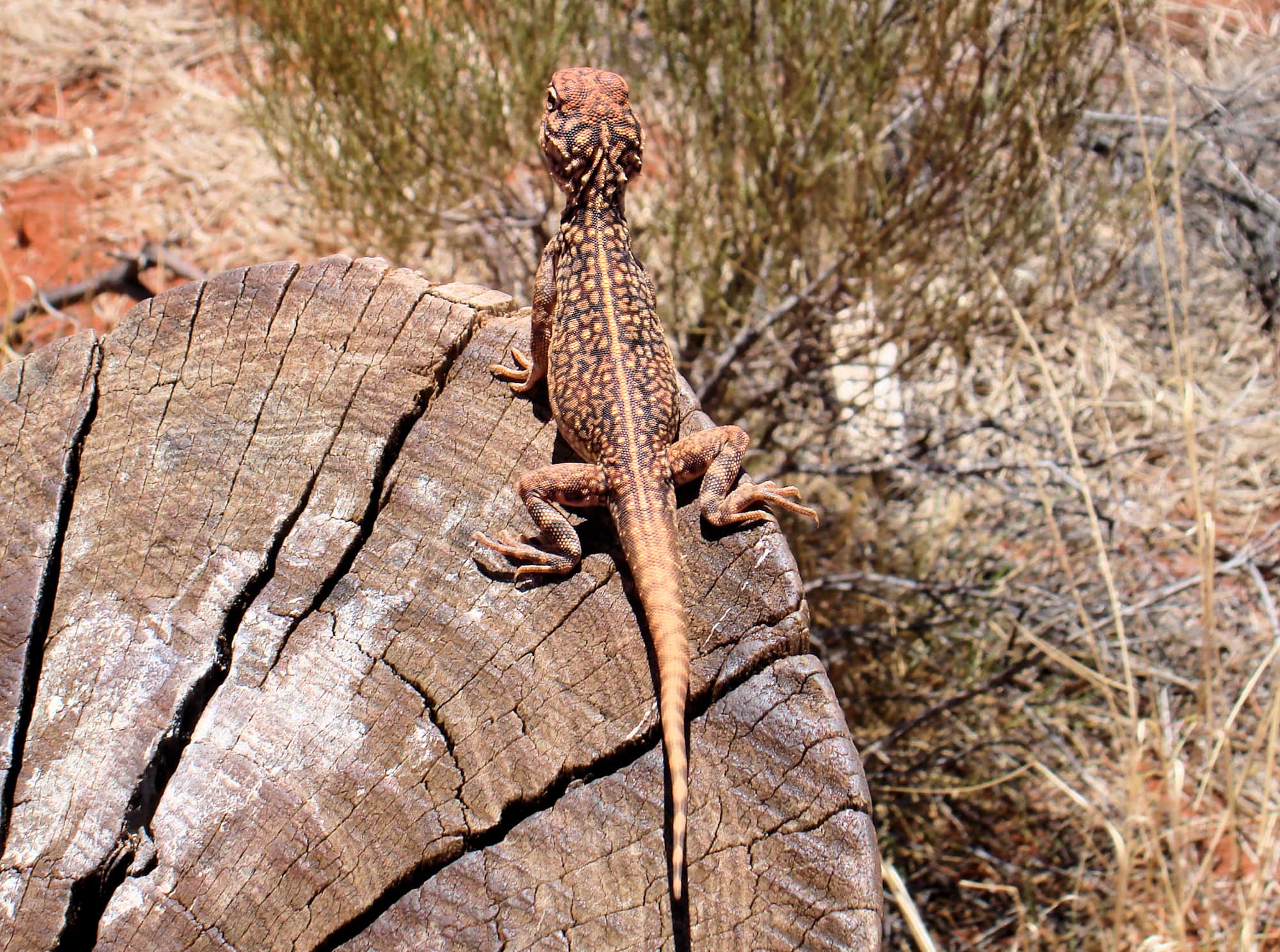 Central Netted Dragon – Ausemade