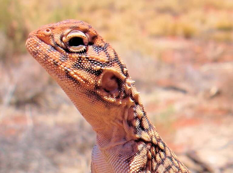 Central Netted Dragon – Ausemade