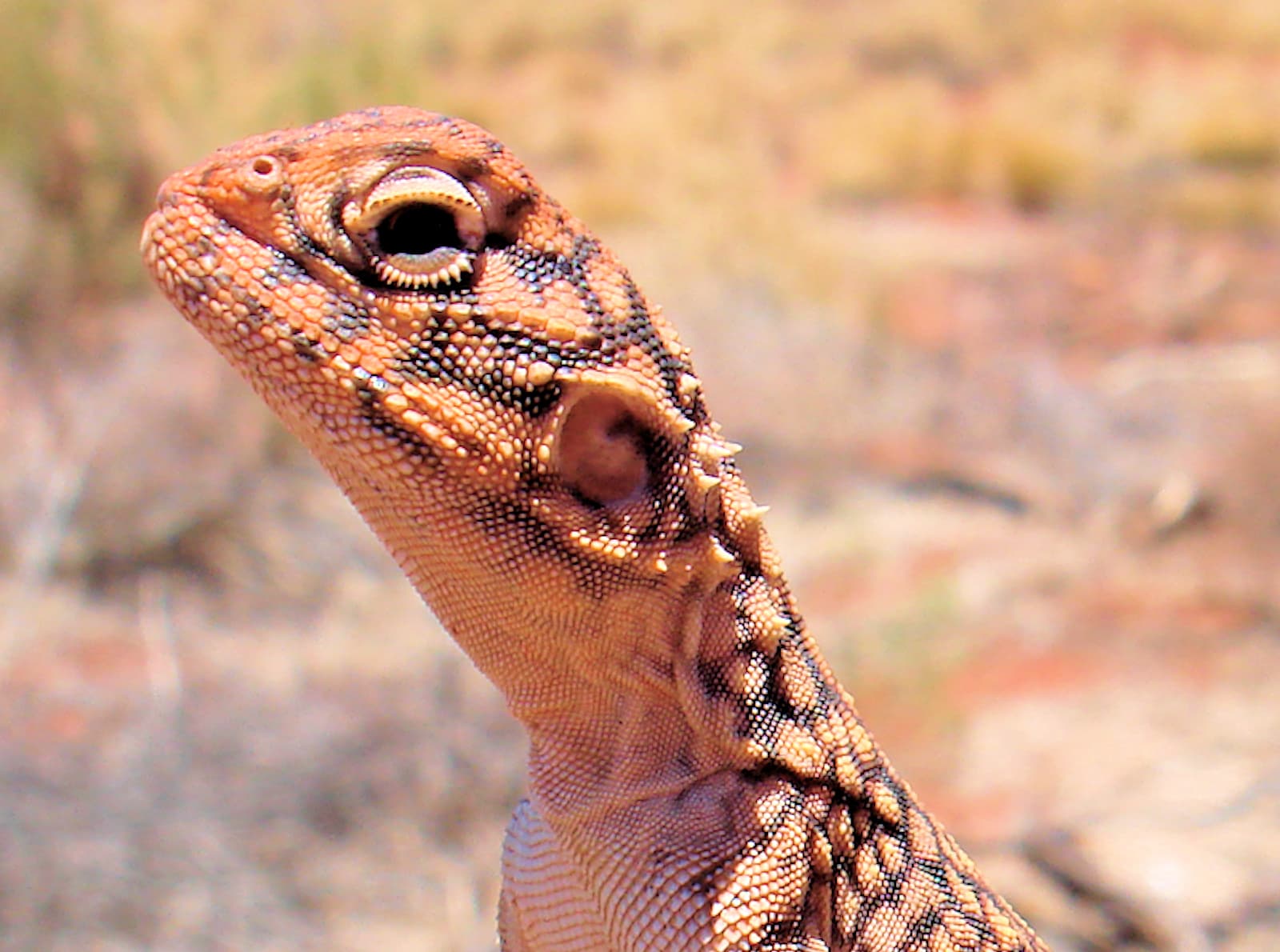 Central Netted Dragon – Ausemade