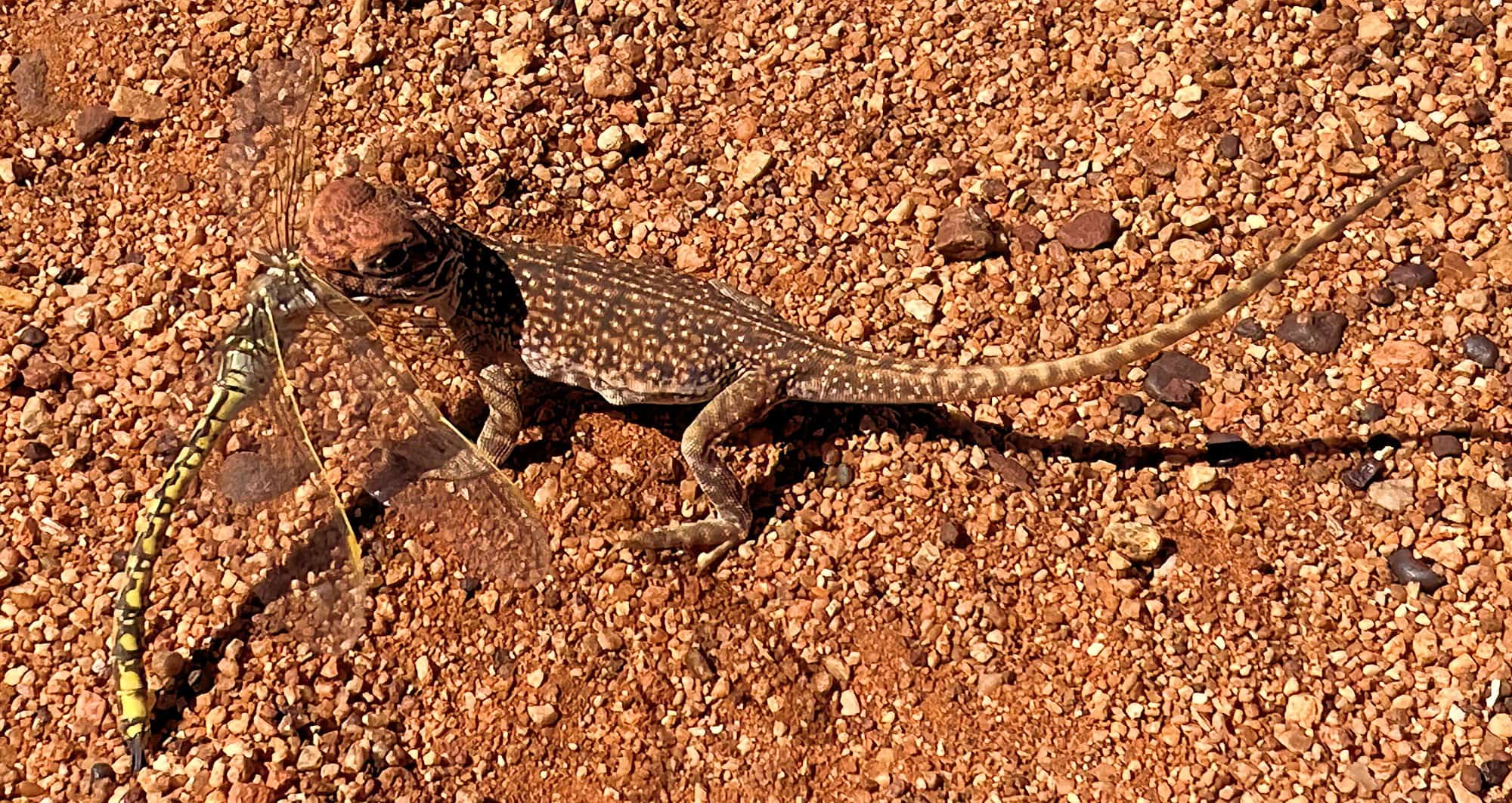 Central Netted Dragon – Ausemade