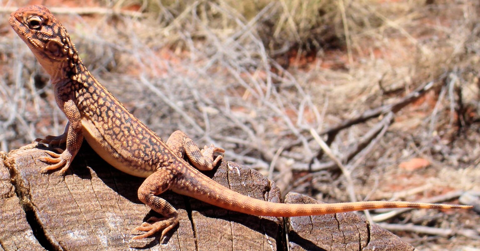 Central Netted Dragon – Ausemade