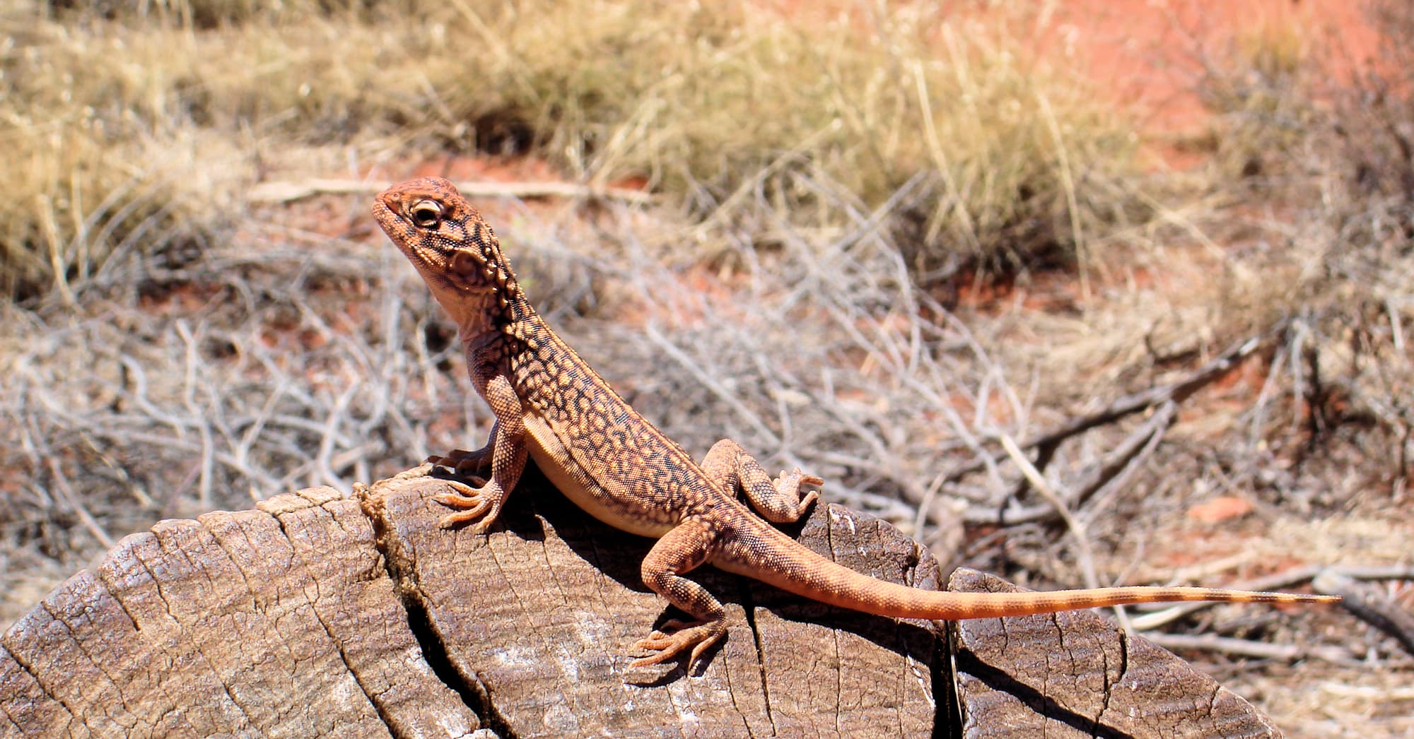 Central Netted Dragon – Ausemade
