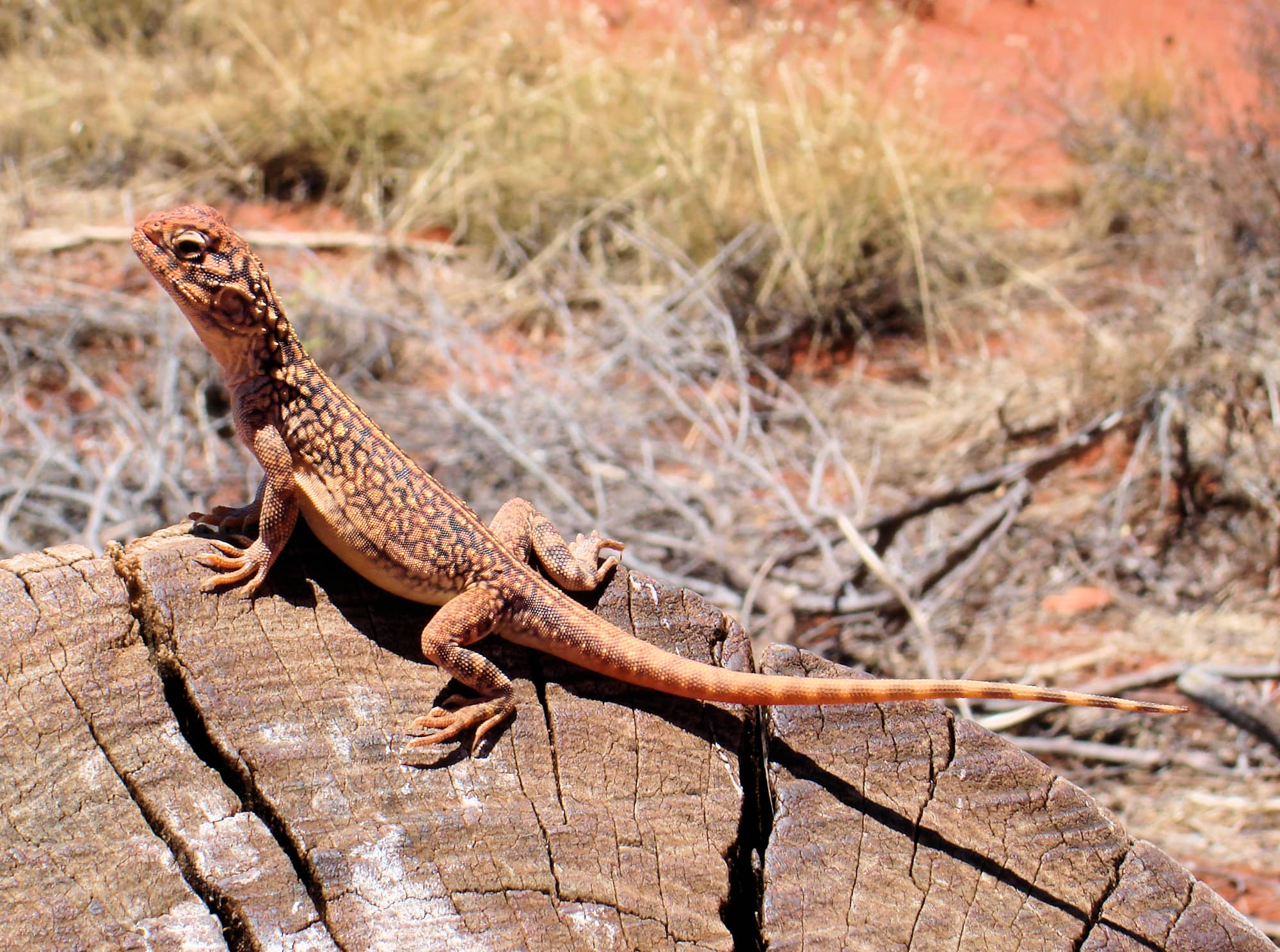 Central Netted Dragon – Ausemade