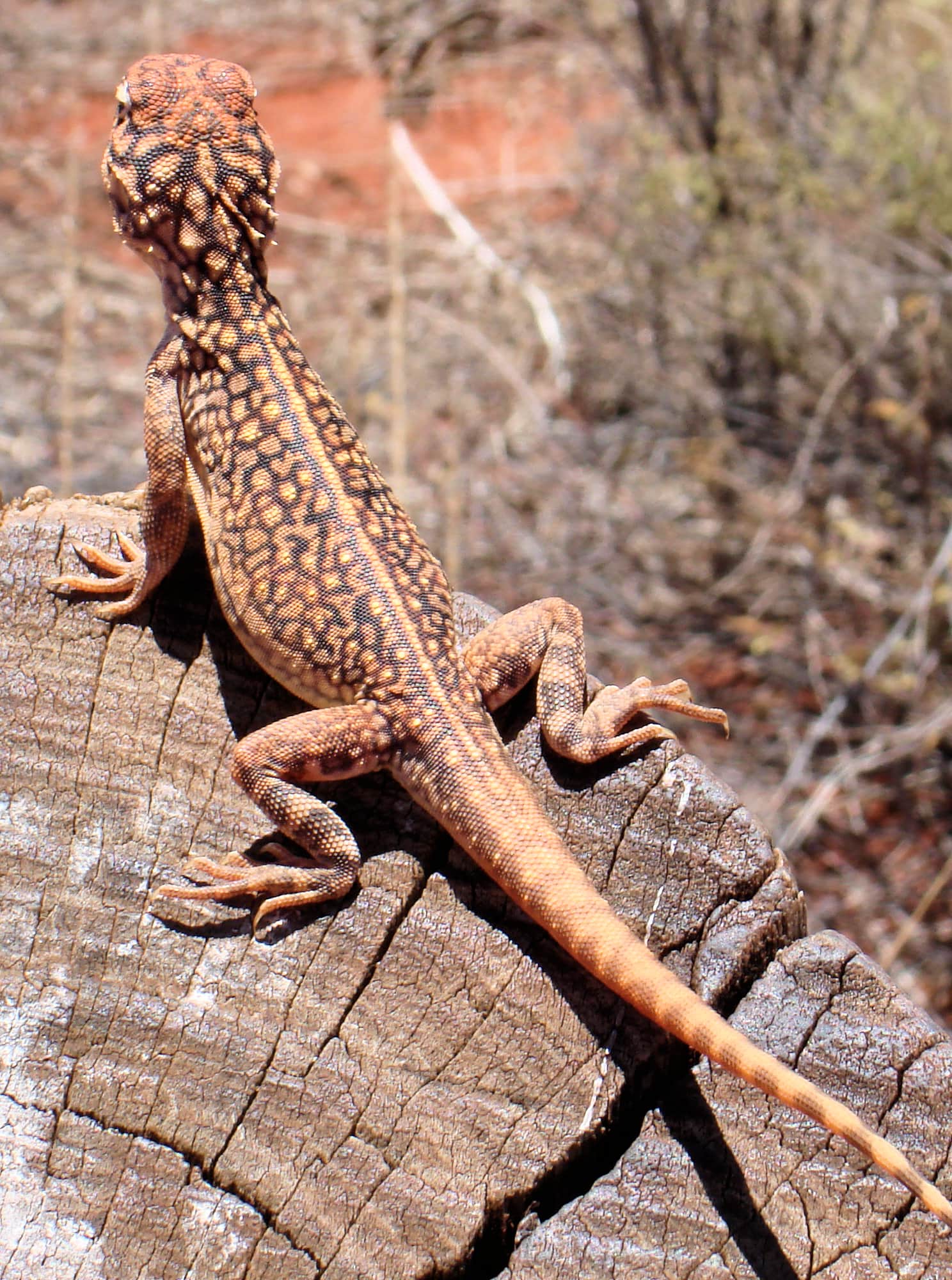 Central Netted Dragon – Ausemade