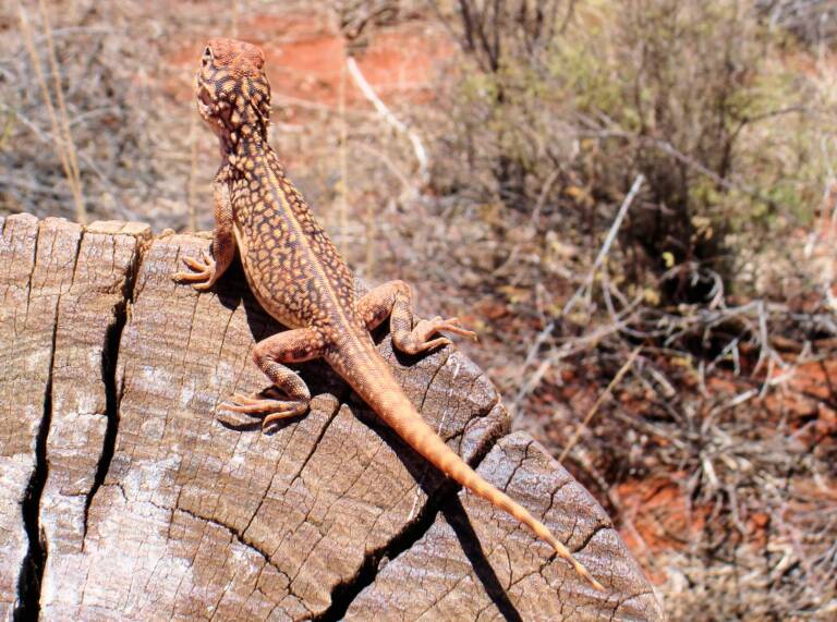 Central Netted Dragon – Ausemade