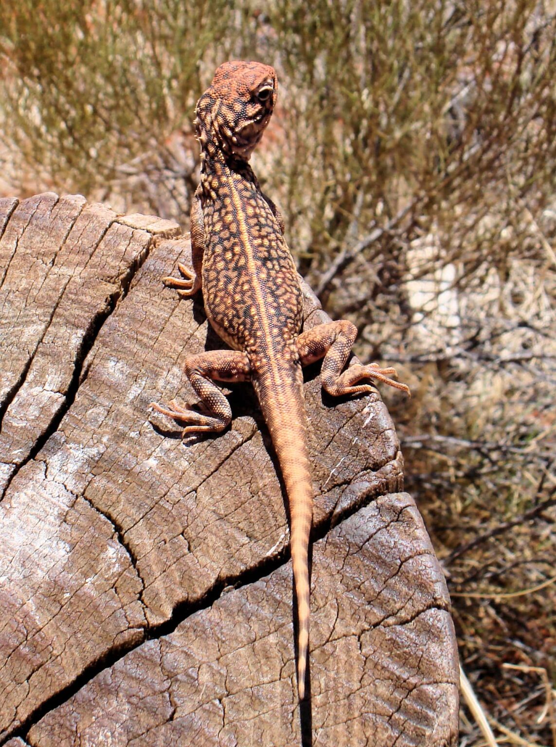 Central Netted Dragon – Ausemade