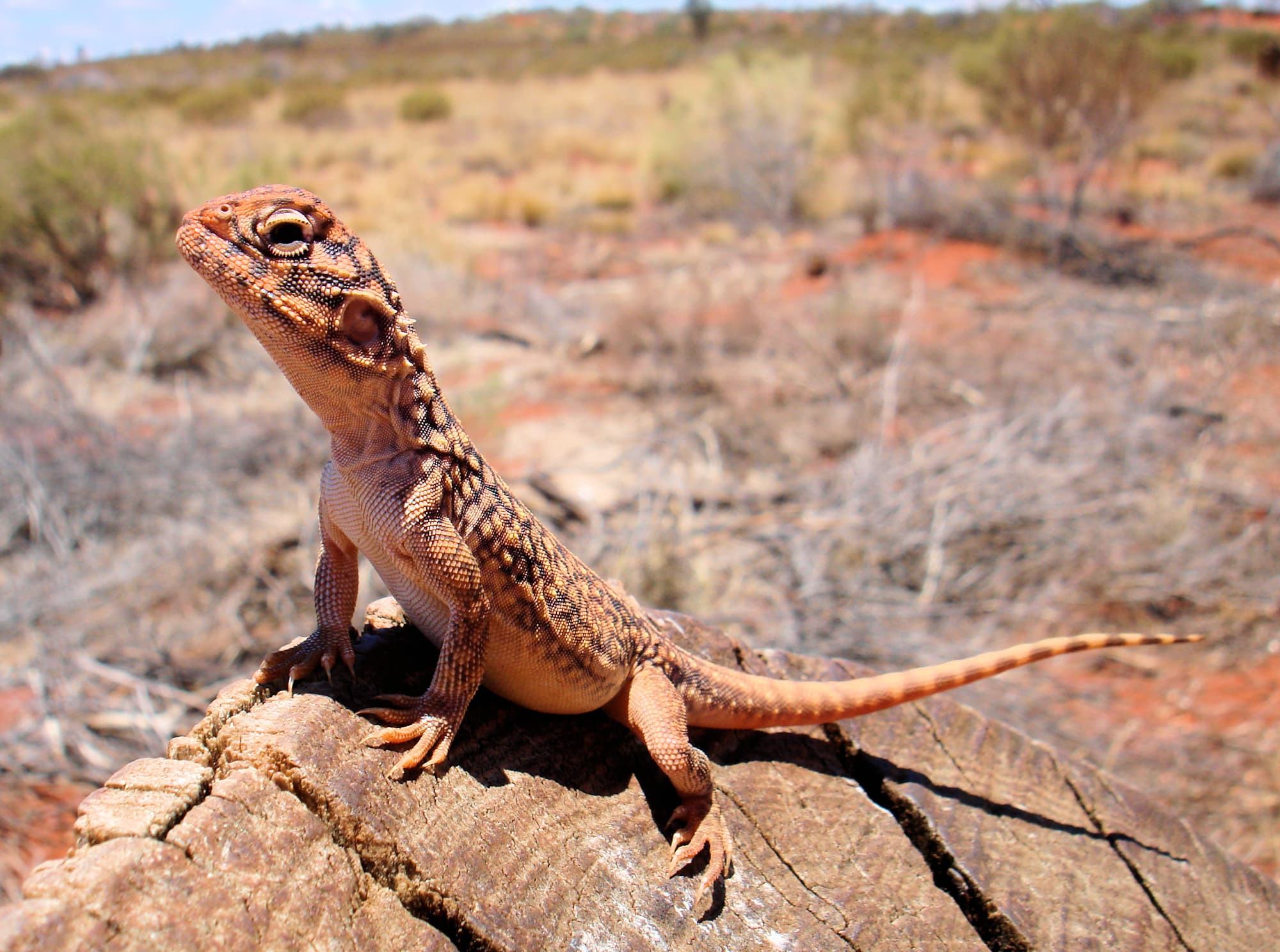 Central Netted Dragon – Ausemade