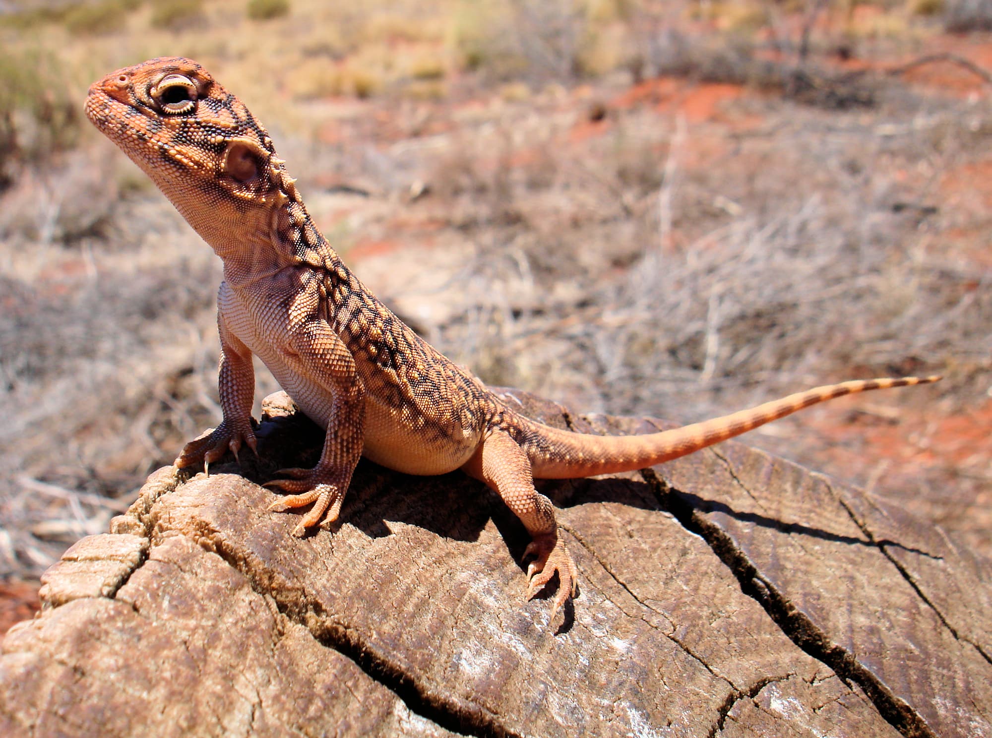 Central Netted Dragon – Ausemade