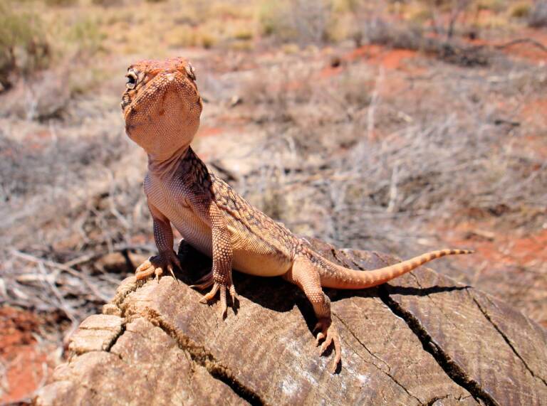 Central Netted Dragon – Ausemade