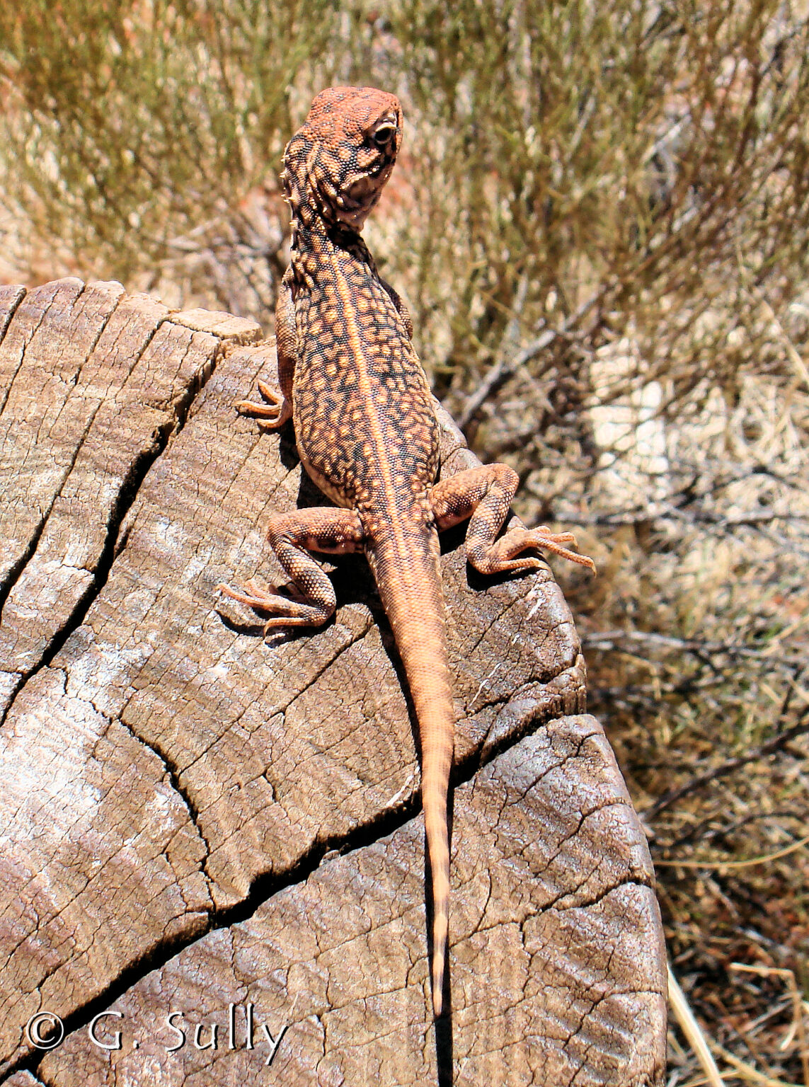 Central Netted Dragon – Ausemade