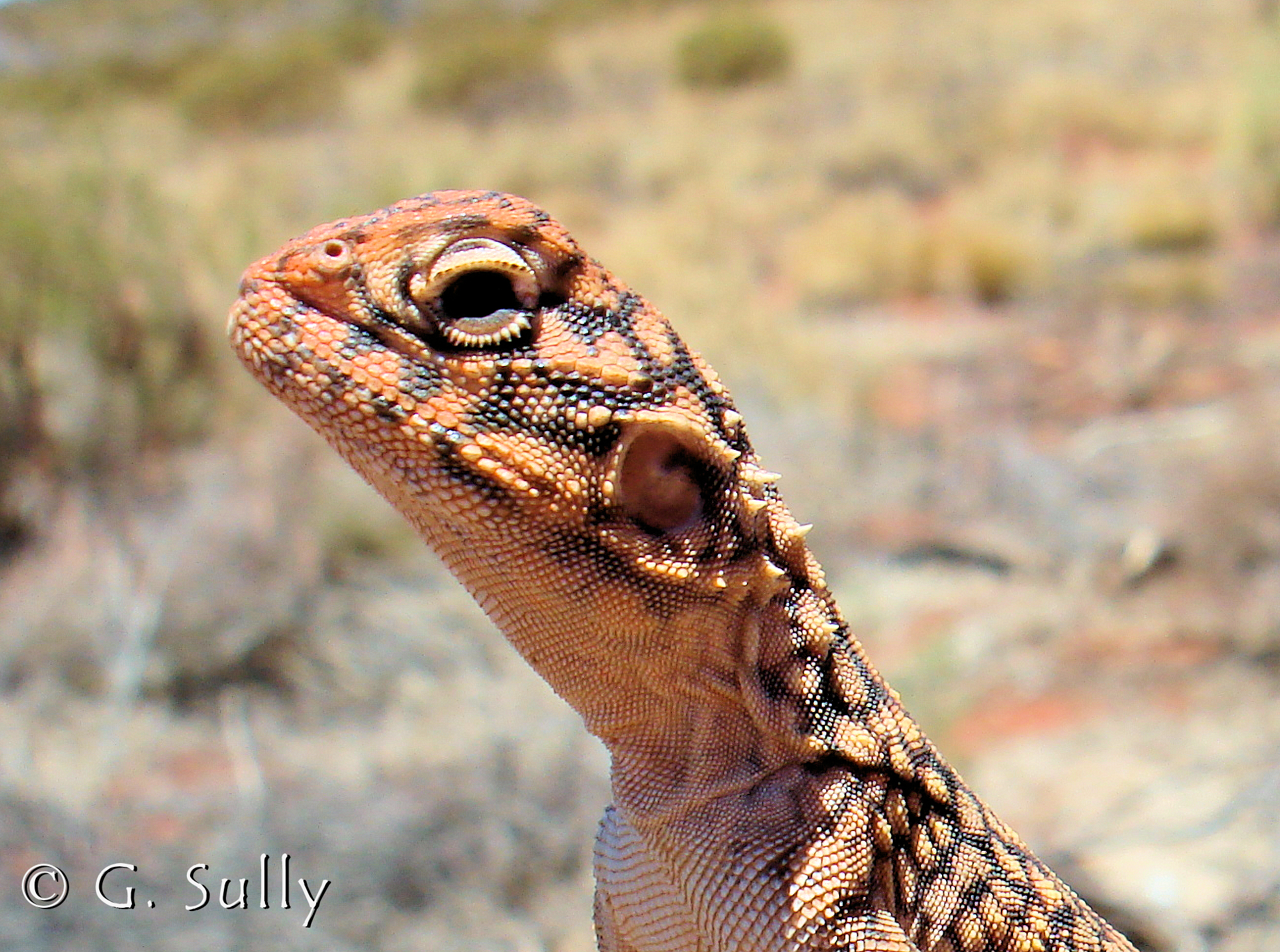 Central Netted Dragon – Ausemade