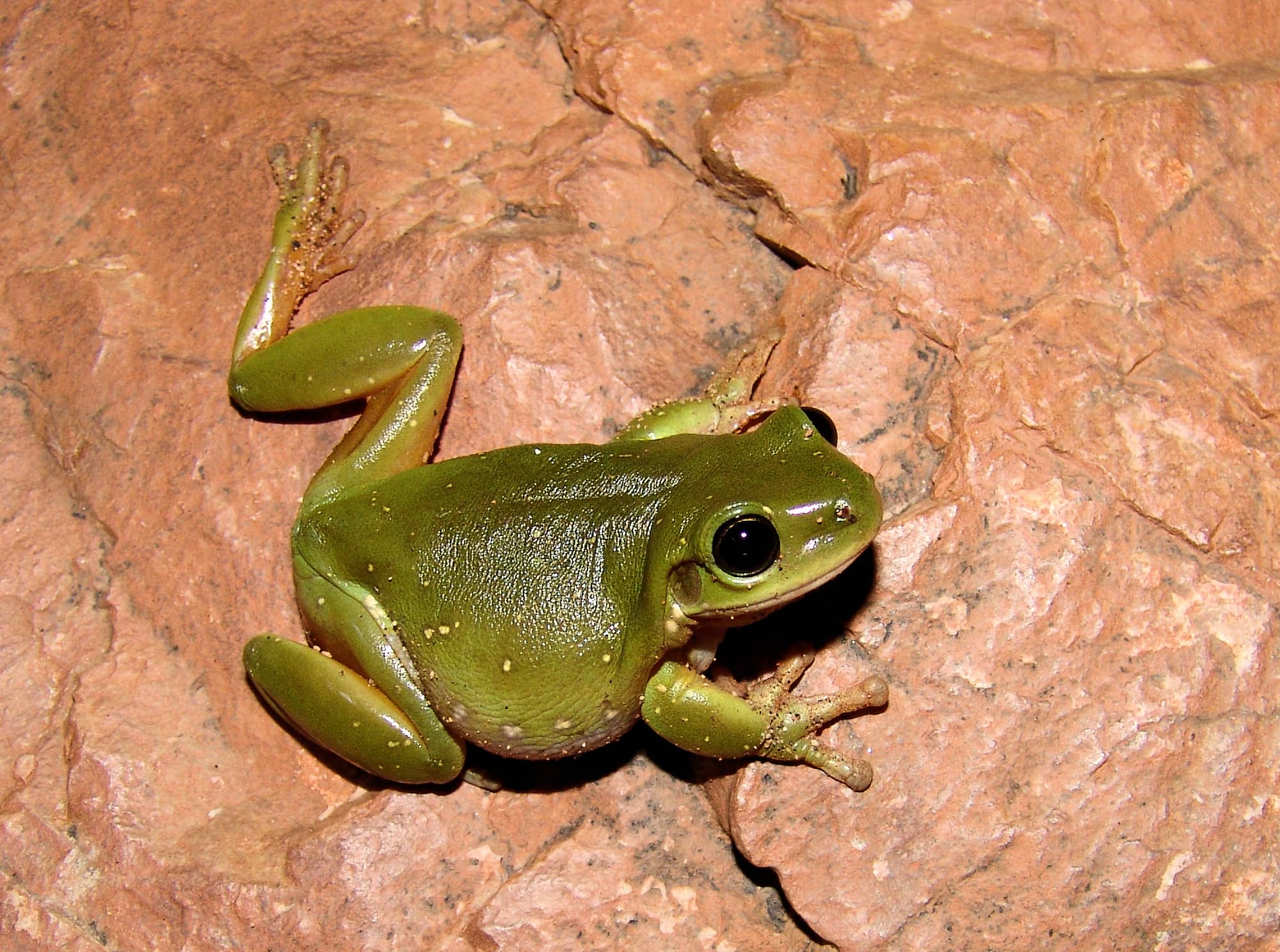 Frogs of Simpsons Gap – Ausemade