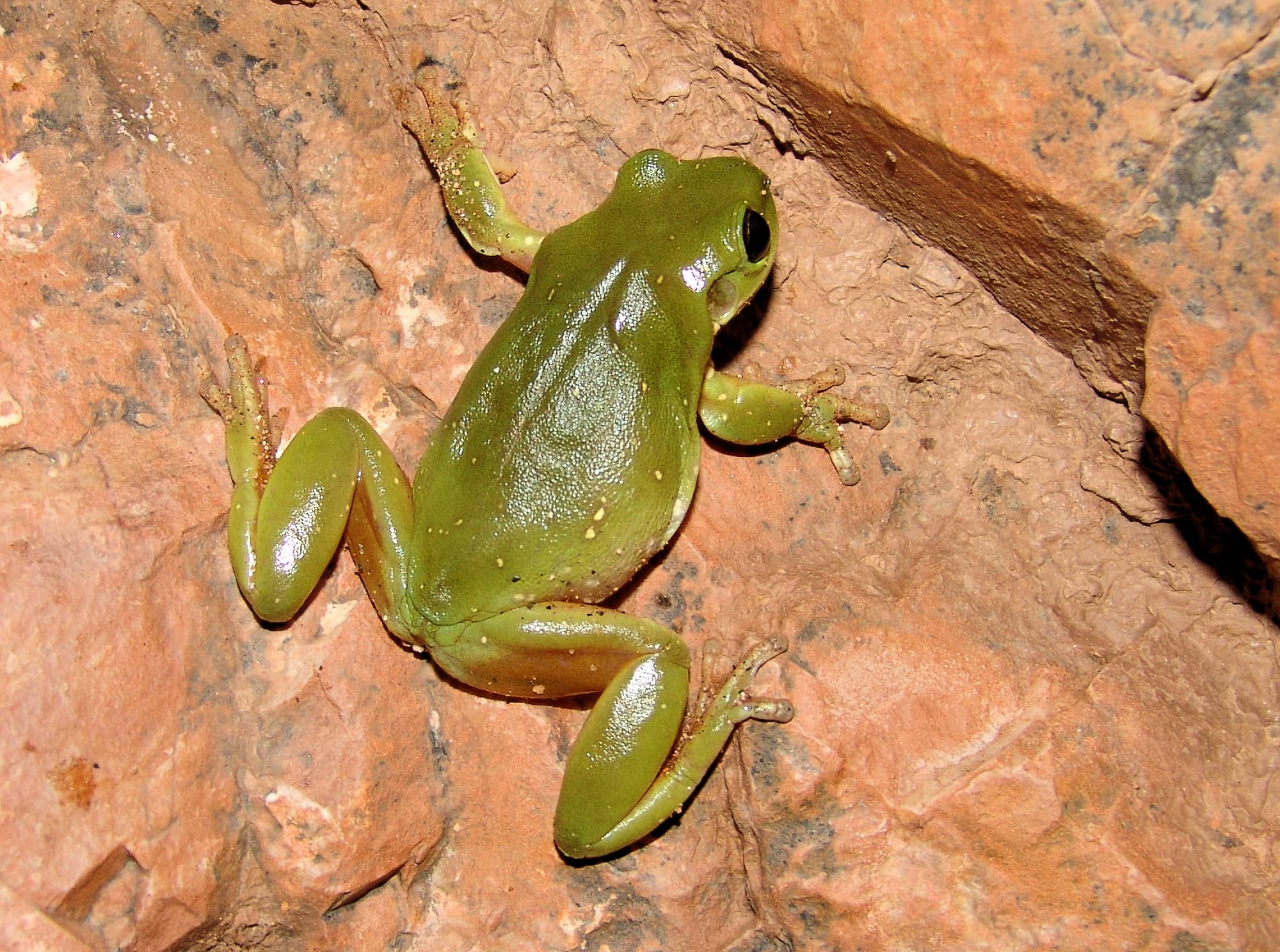 Frogs of Simpsons Gap – Ausemade