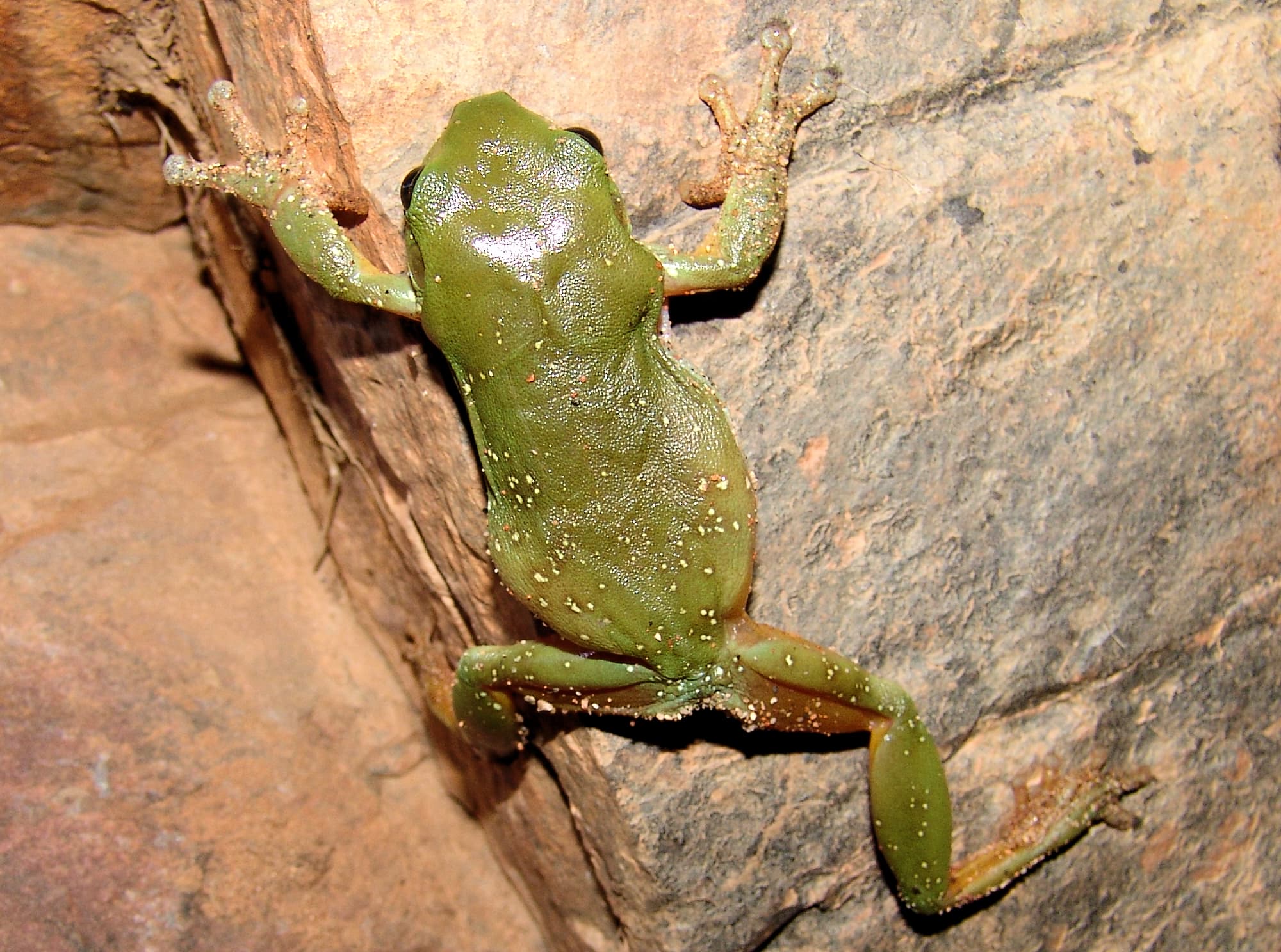 Frogs of Simpsons Gap – Ausemade