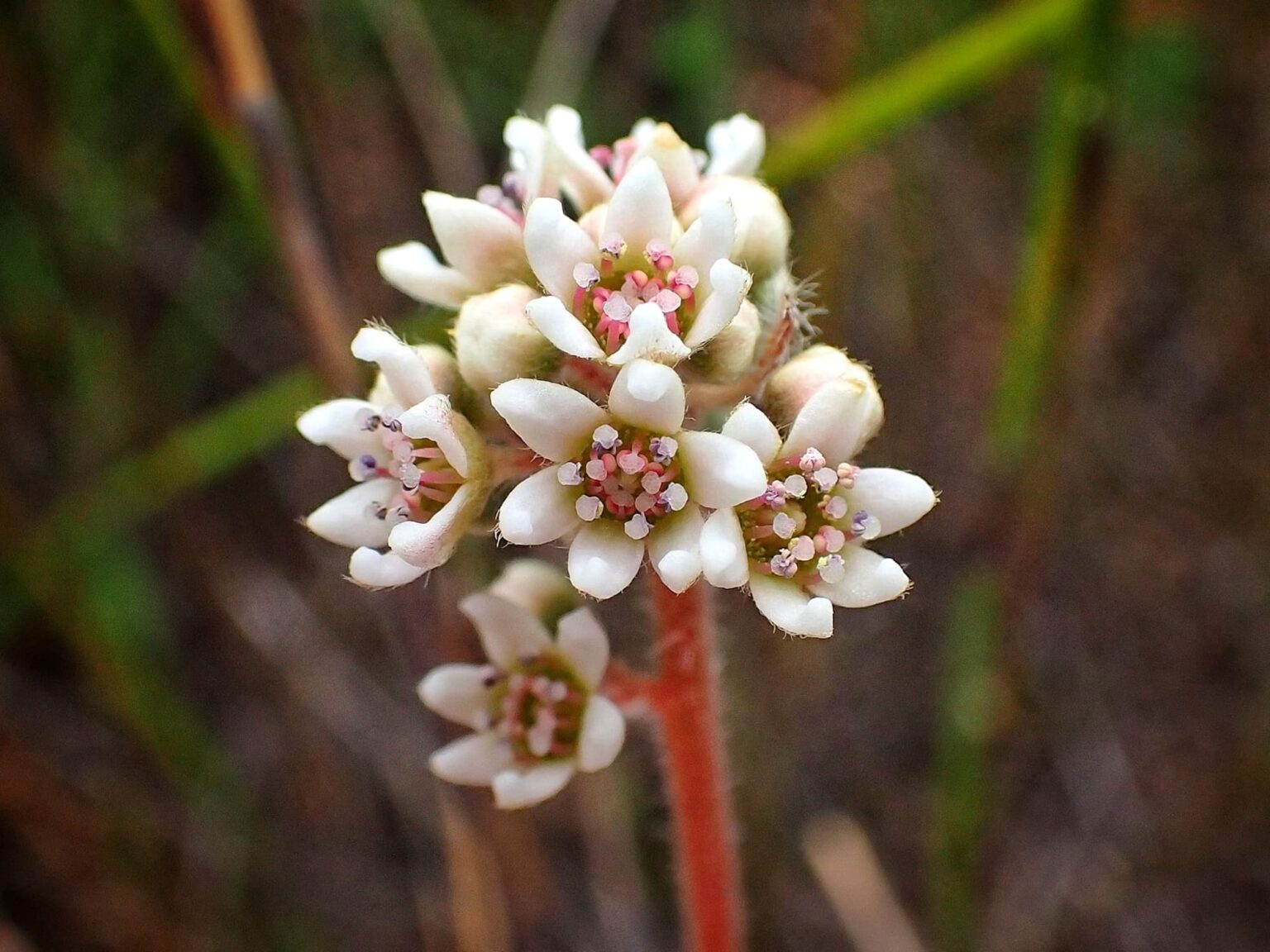Cephalotus follicularis (Western Australian Pitcher Plant) – Ausemade