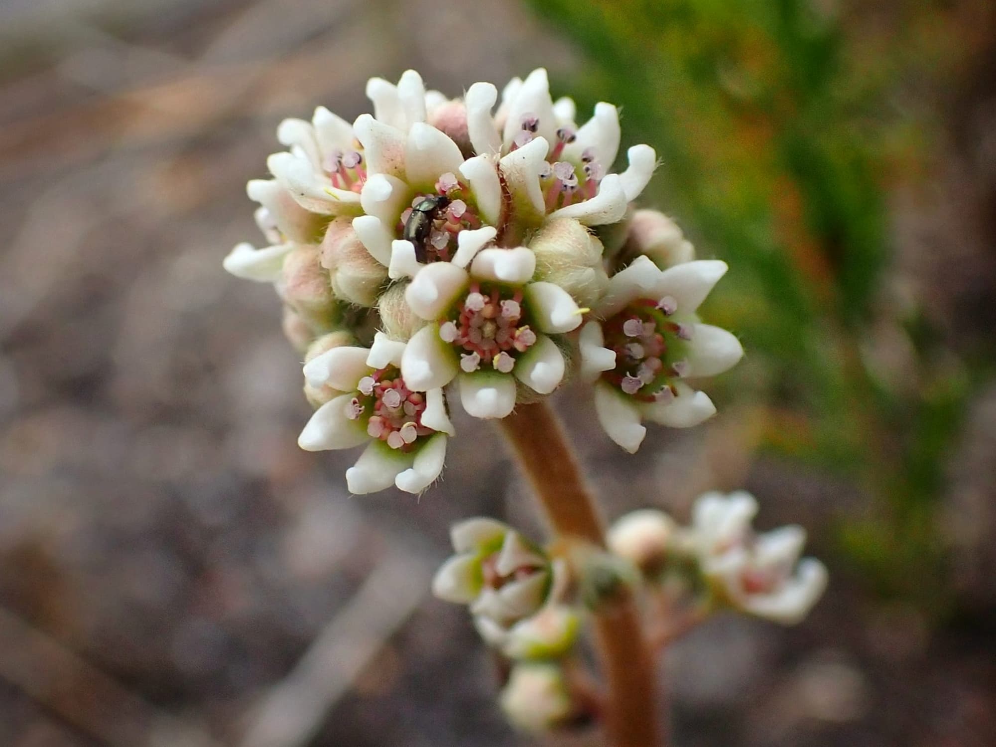 Cephalotus follicularis (Western Australian Pitcher Plant) – Ausemade
