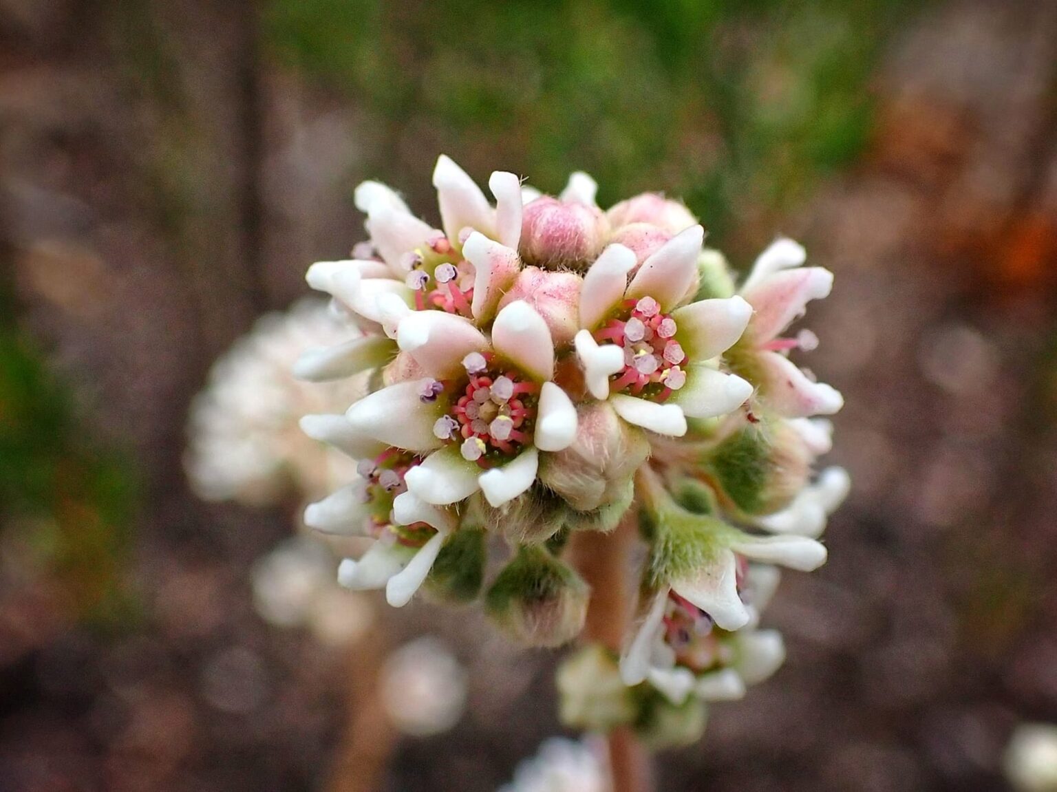 Cephalotus follicularis (Western Australian Pitcher Plant) – Ausemade