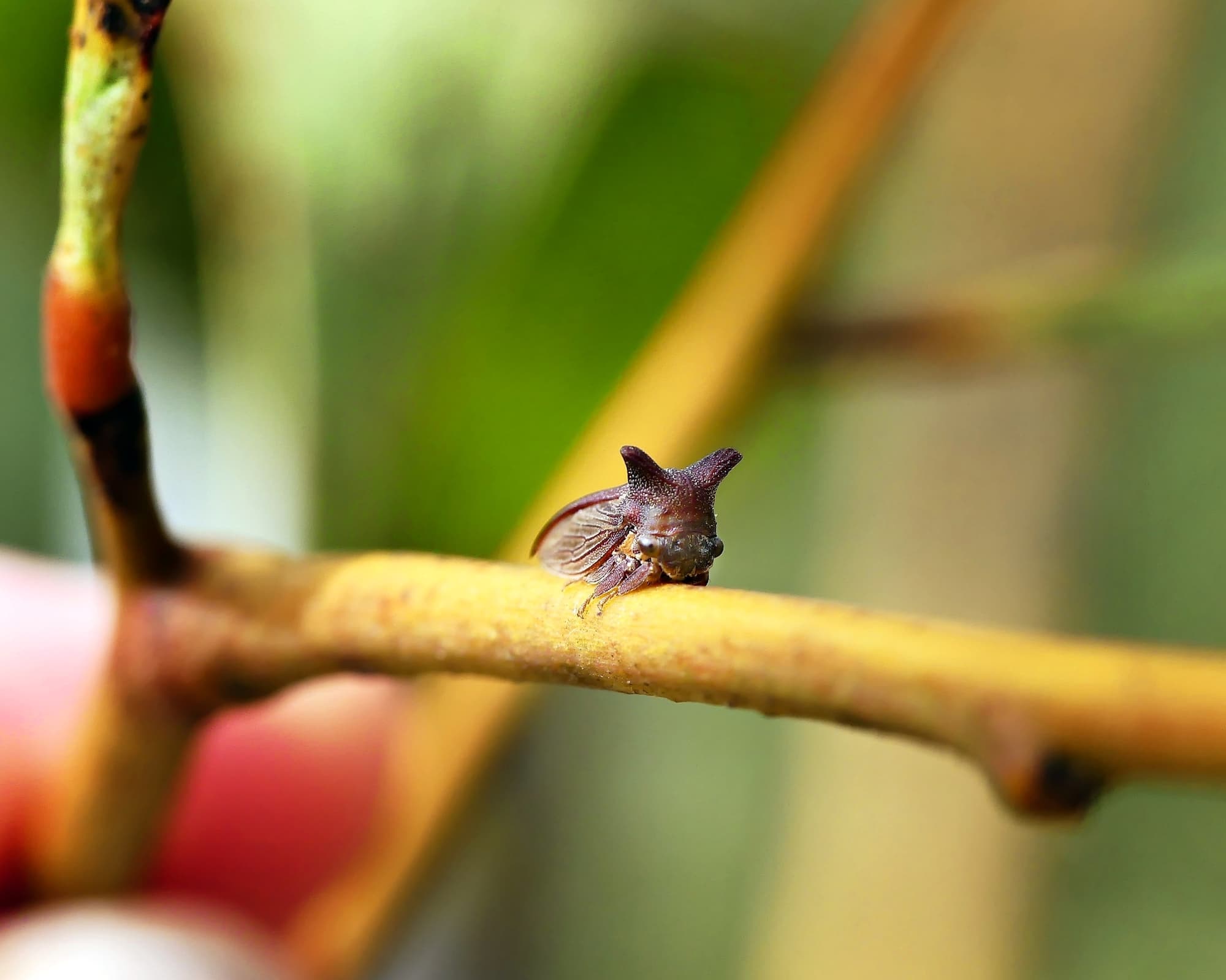 Ceraon tasmaniae – Ausemade