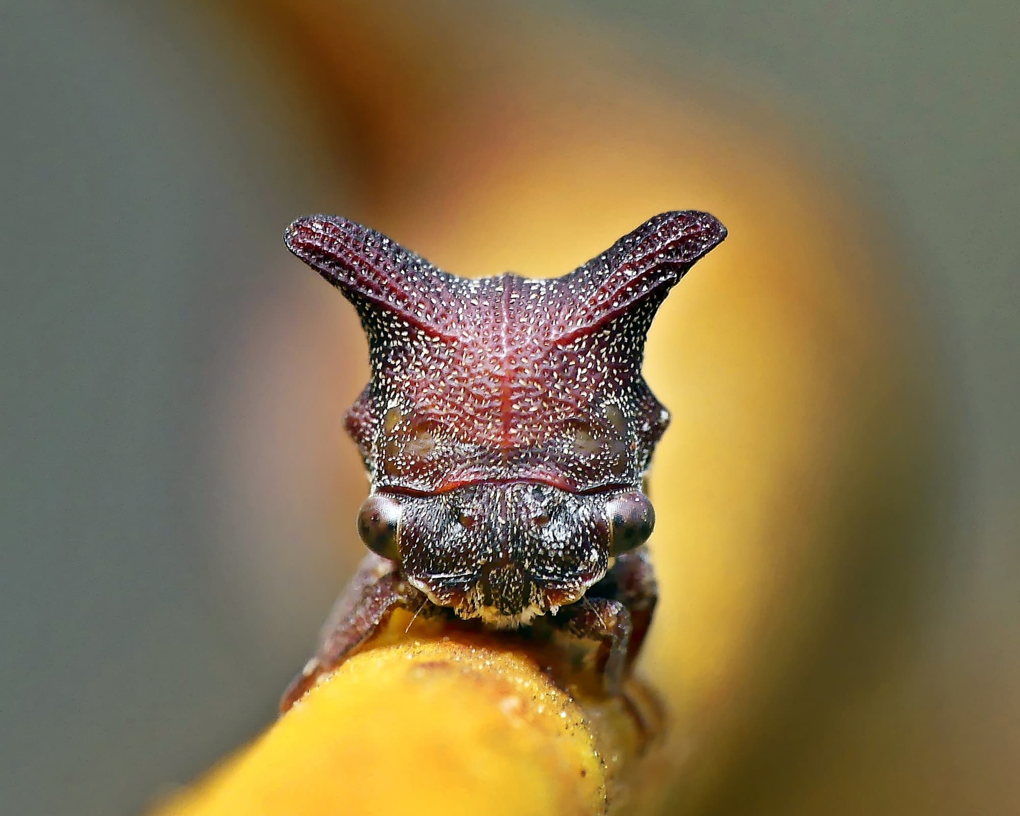 Ceraon tasmaniae – Ausemade