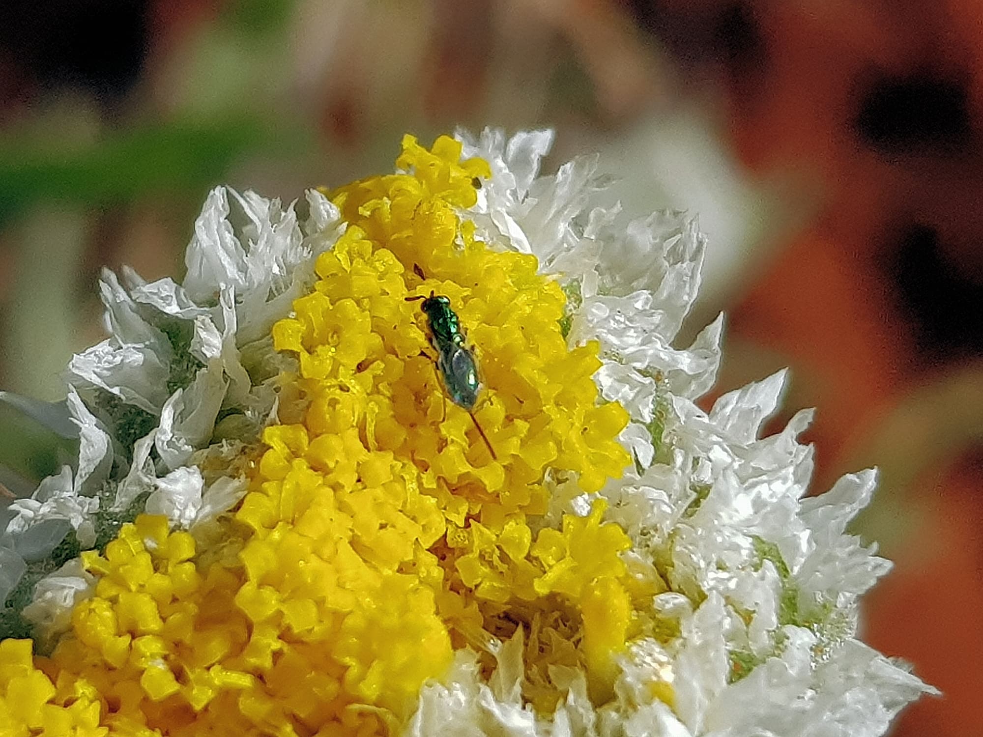 Torymus – Ausemade