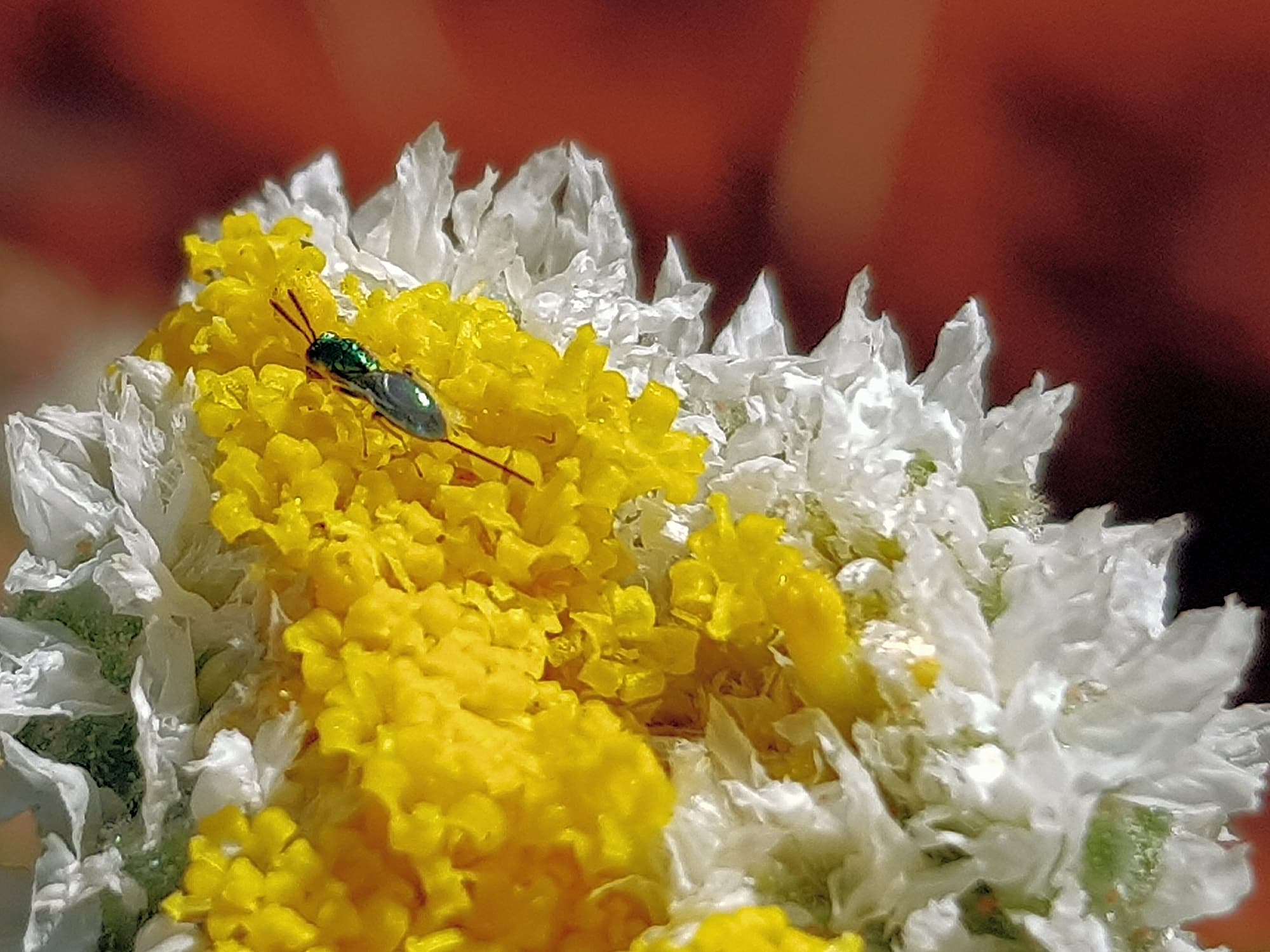 Torymus – Ausemade