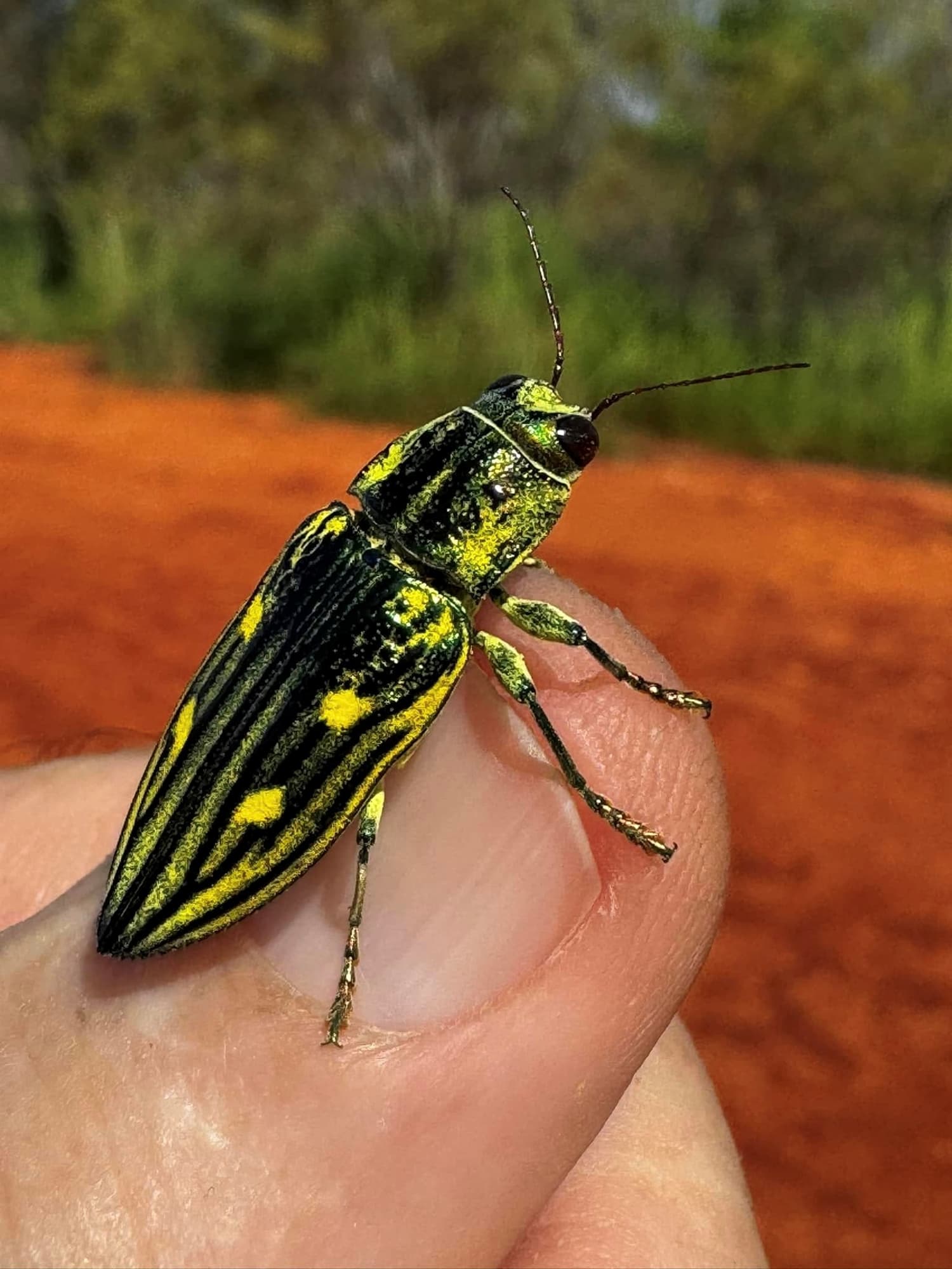 Chalcophorataenia quadriimpressa – Ausemade